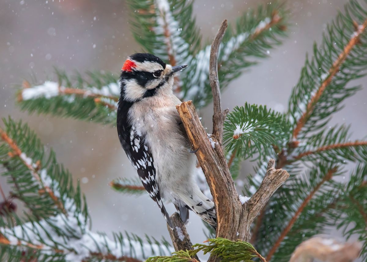 Woodpecker Photos, Download The BEST Free Woodpecker Stock Photos & HD ...