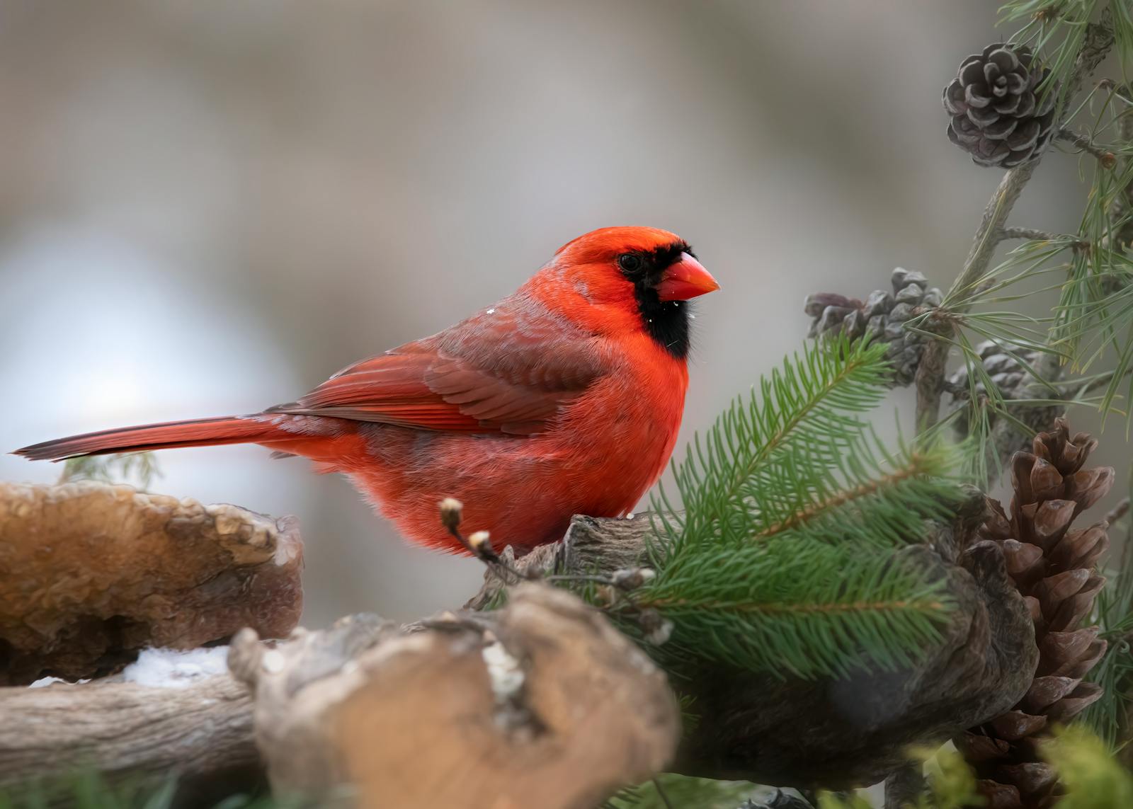 Cardinal Photos, Download The BEST Free Cardinal Stock Photos & HD Images