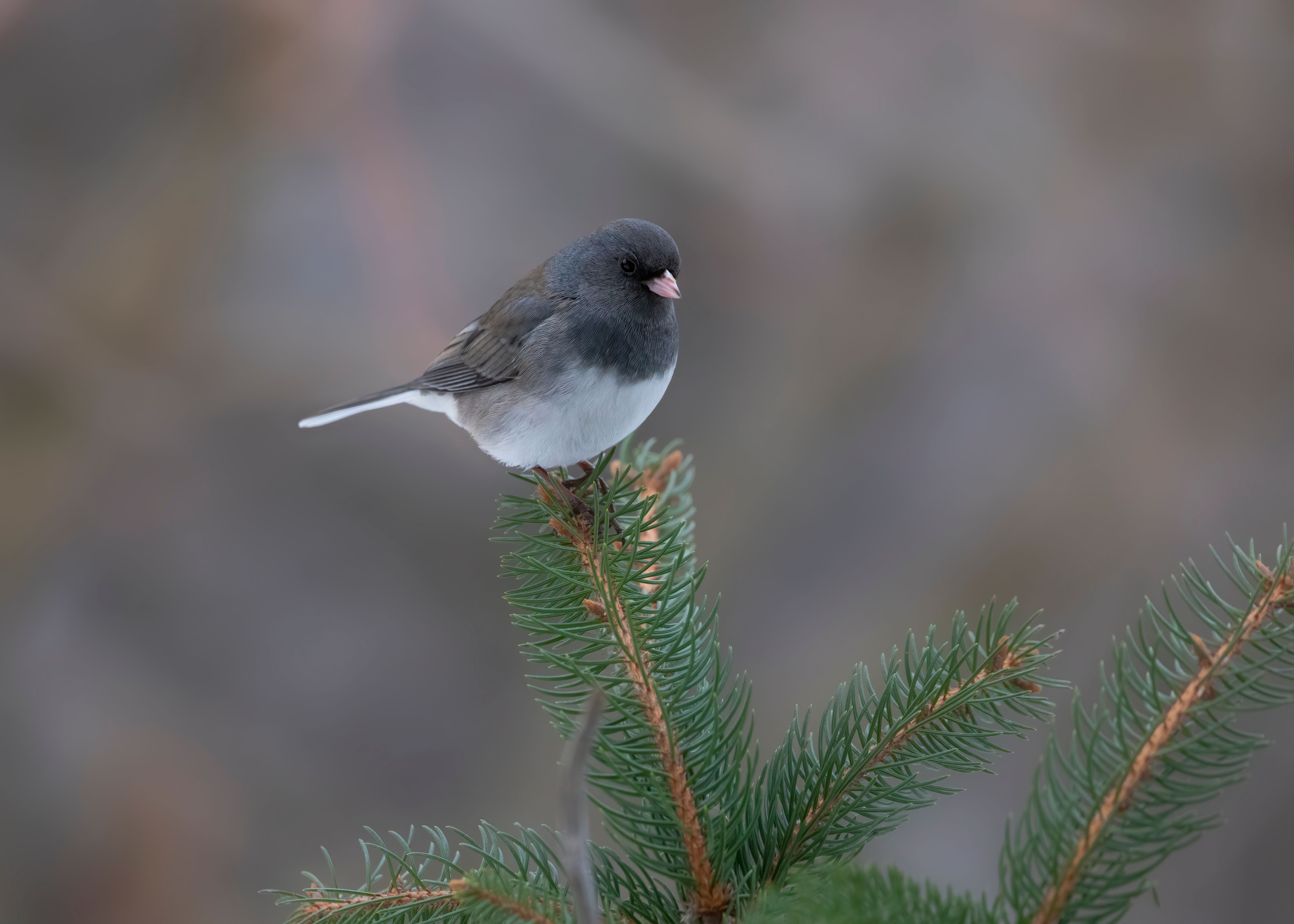 Close-Up Photo of a Junco Bird · Free Stock Photo