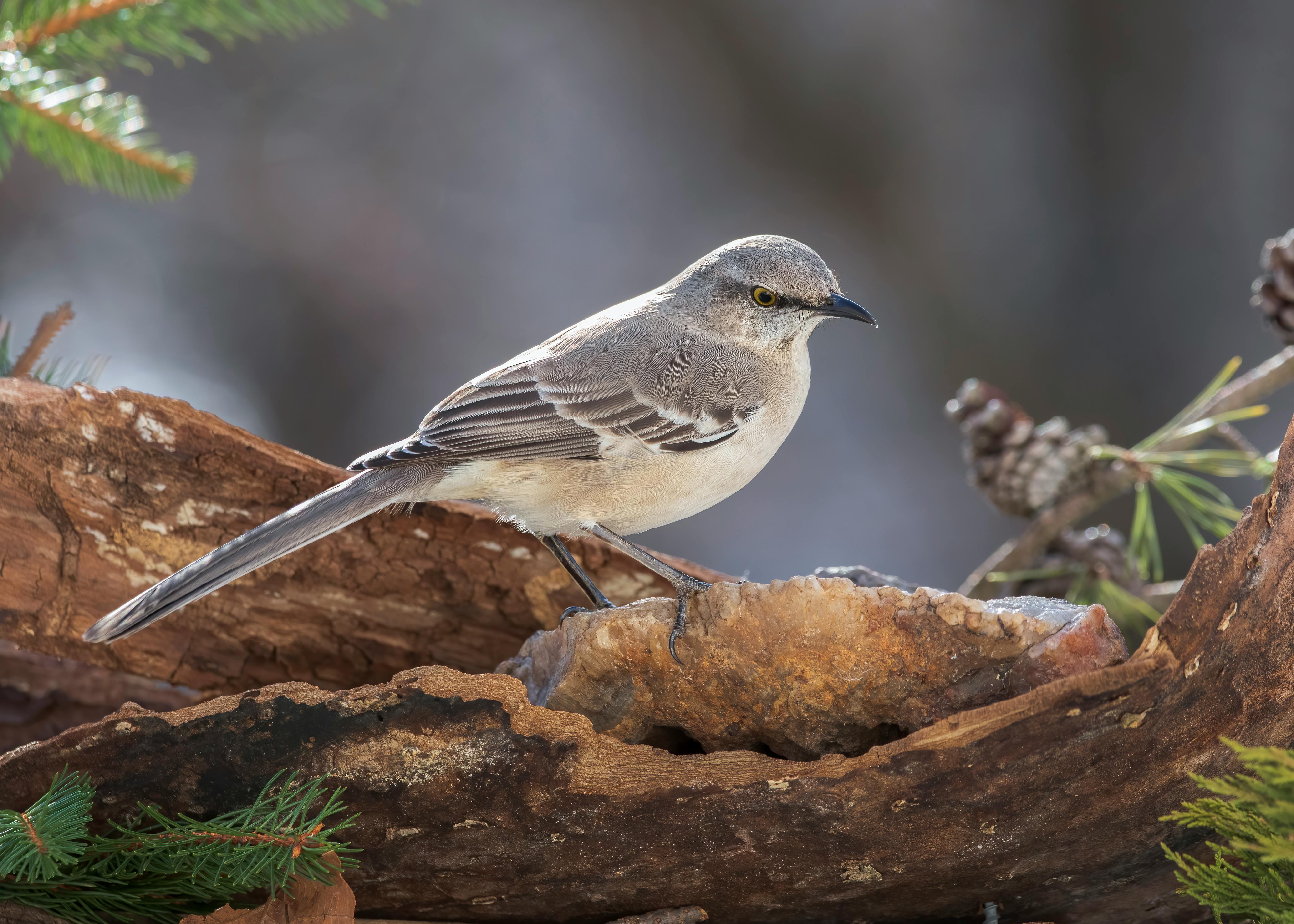 Gray Mockingbird Perched on a Plant · Free Stock Photo