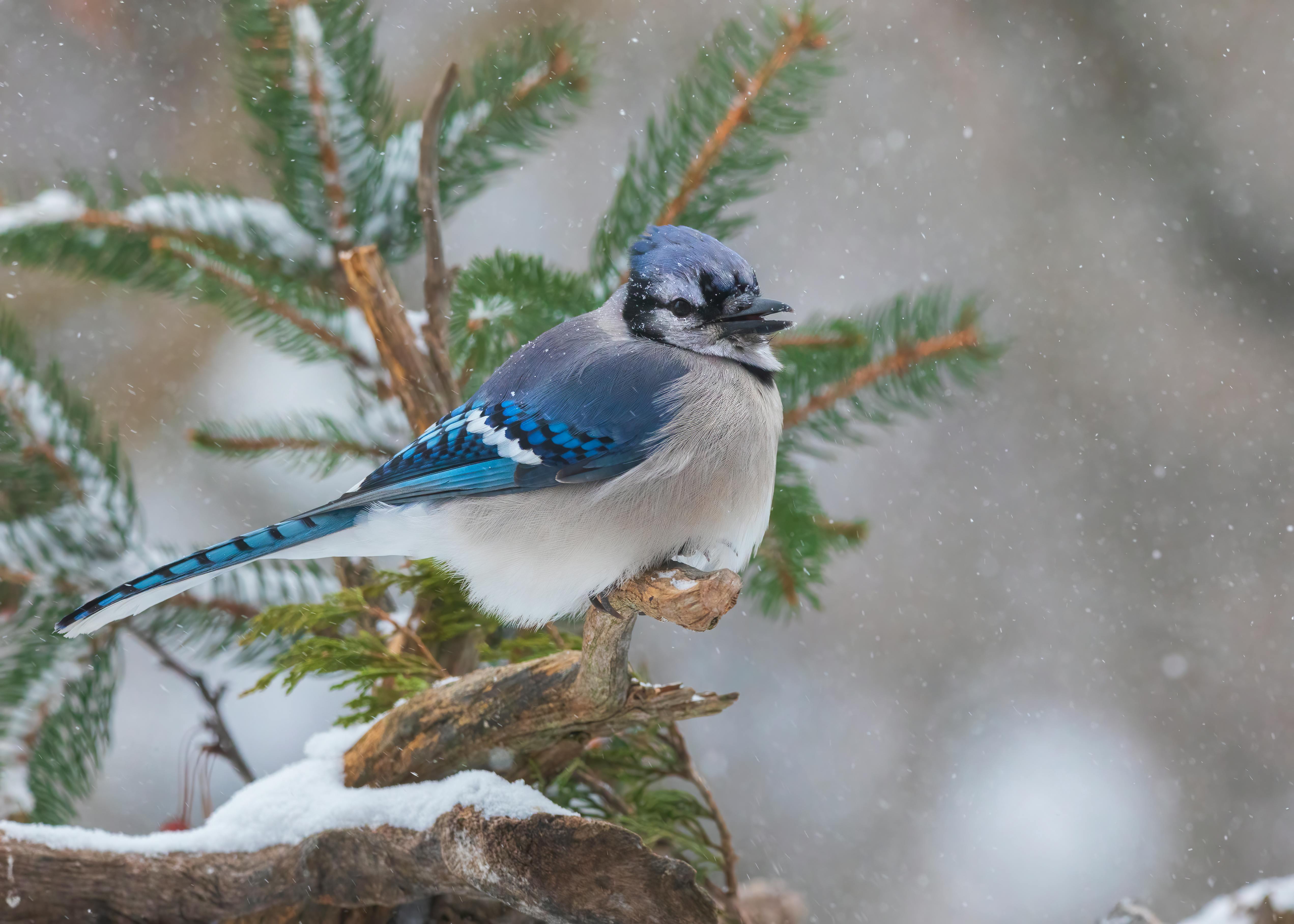 Snow Robin Photos, Download Free Snow Robin Stock Photos & HD Images