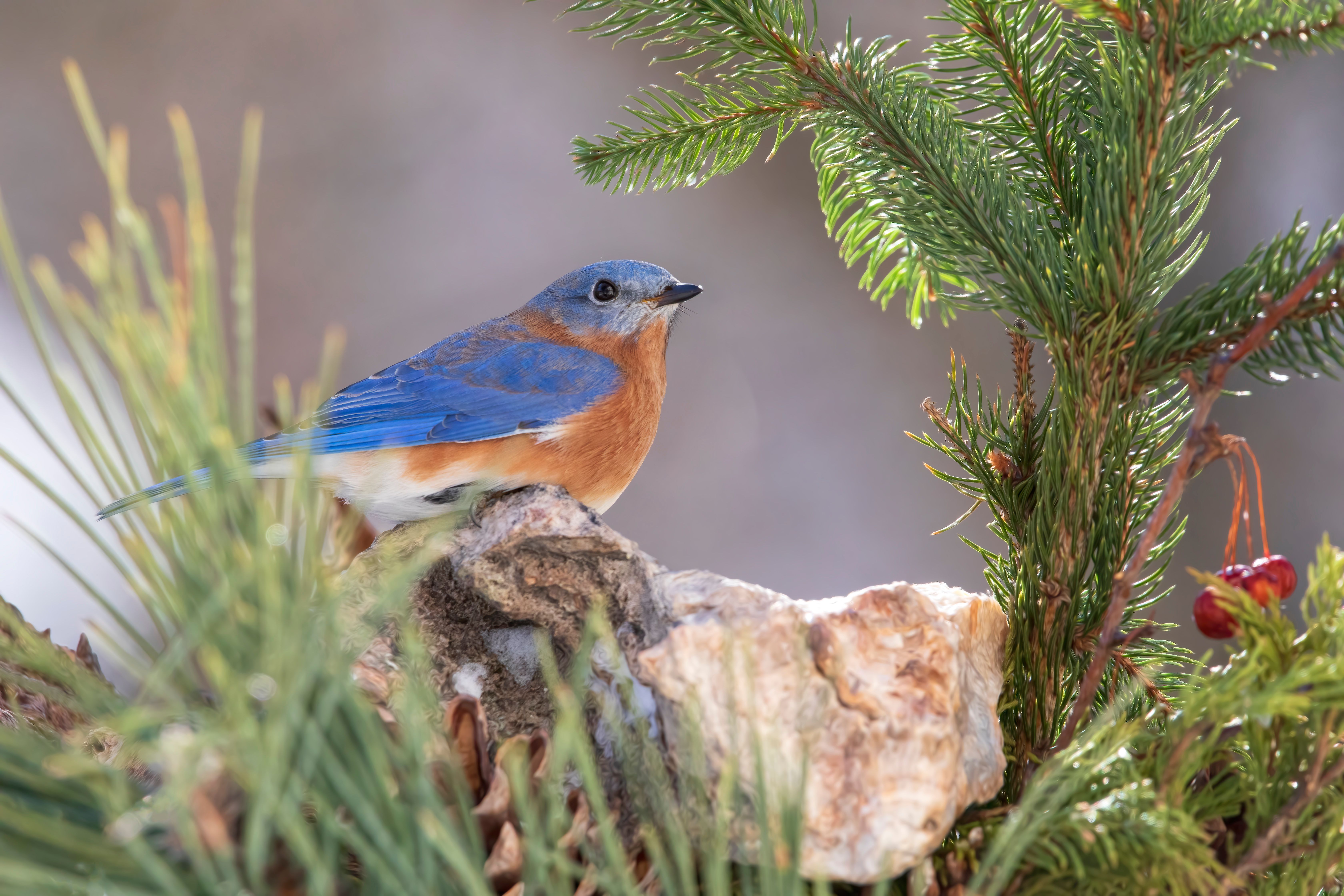 Close-Up Shot of a Eastern Bluebird · Free Stock Photo