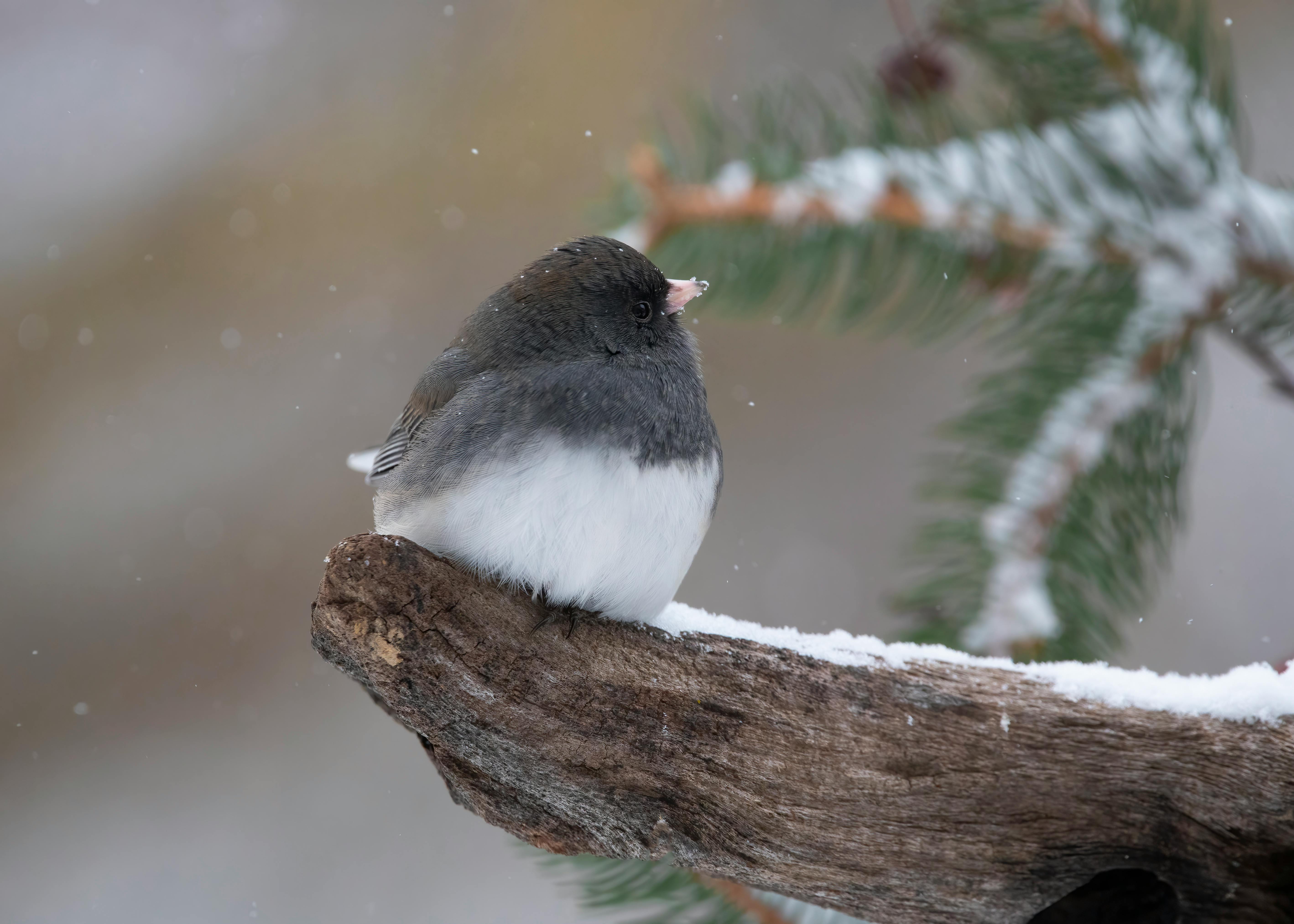 Snow Robin Photos, Download Free Snow Robin Stock Photos & HD Images