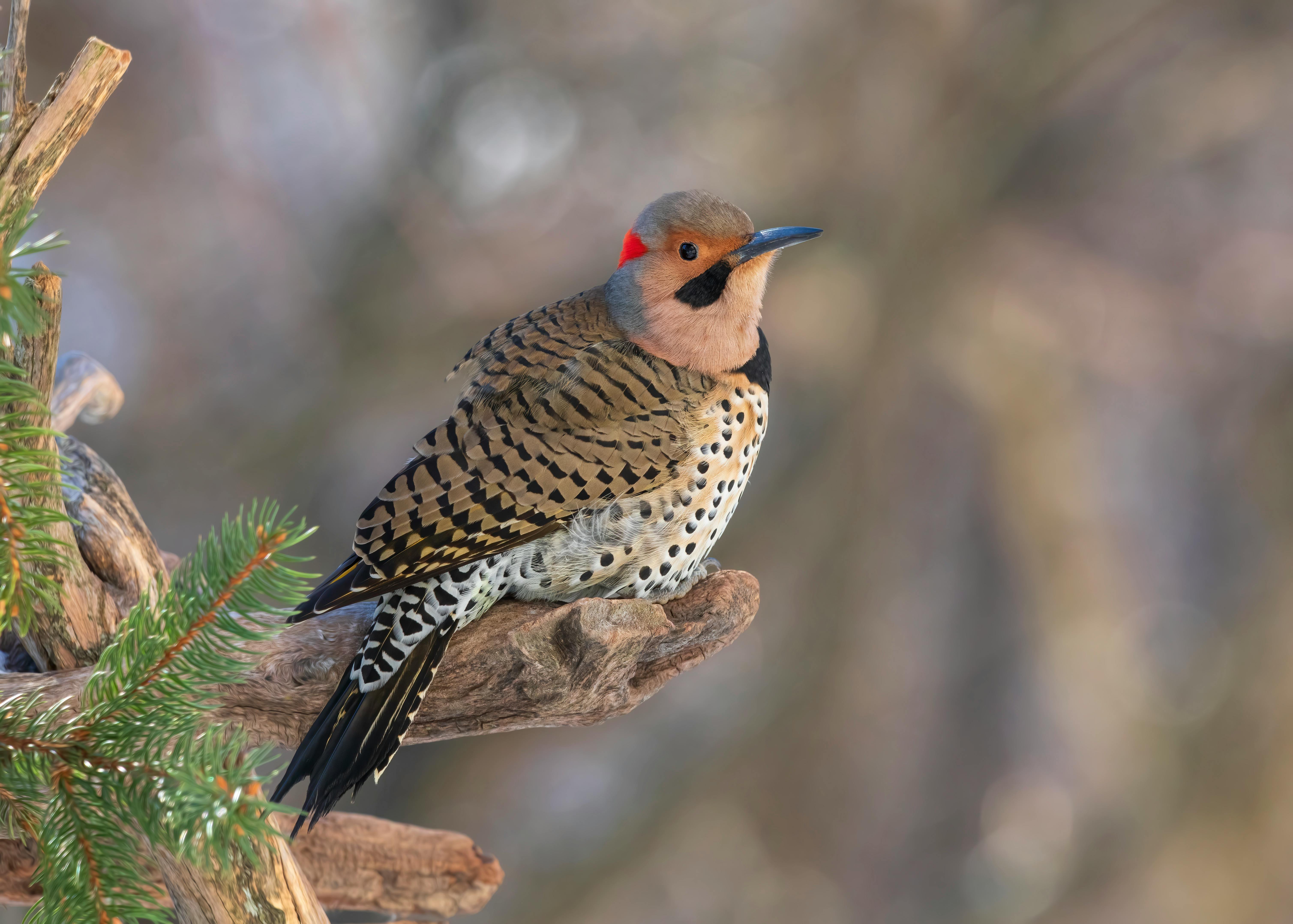 Northern Flicker Photos, Download The BEST Free Northern Flicker Stock ...