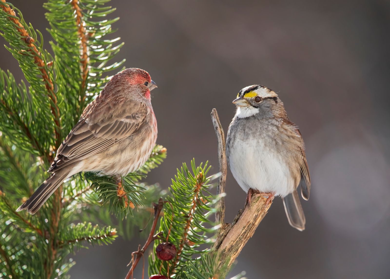 Sparrows Photos, Download The BEST Free Sparrows Stock Photos & HD Images