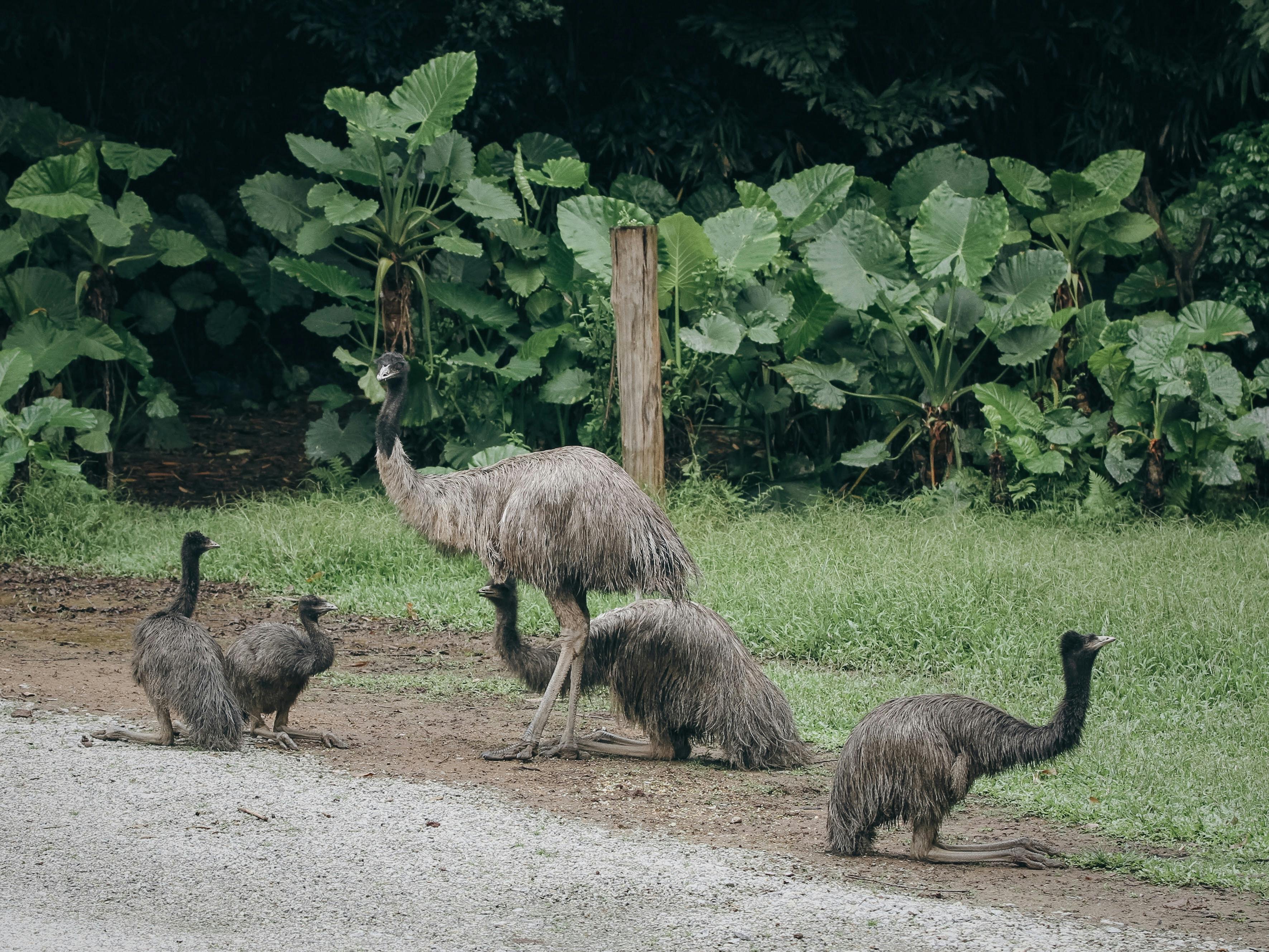Emus in a Zoo · Free Stock Photo