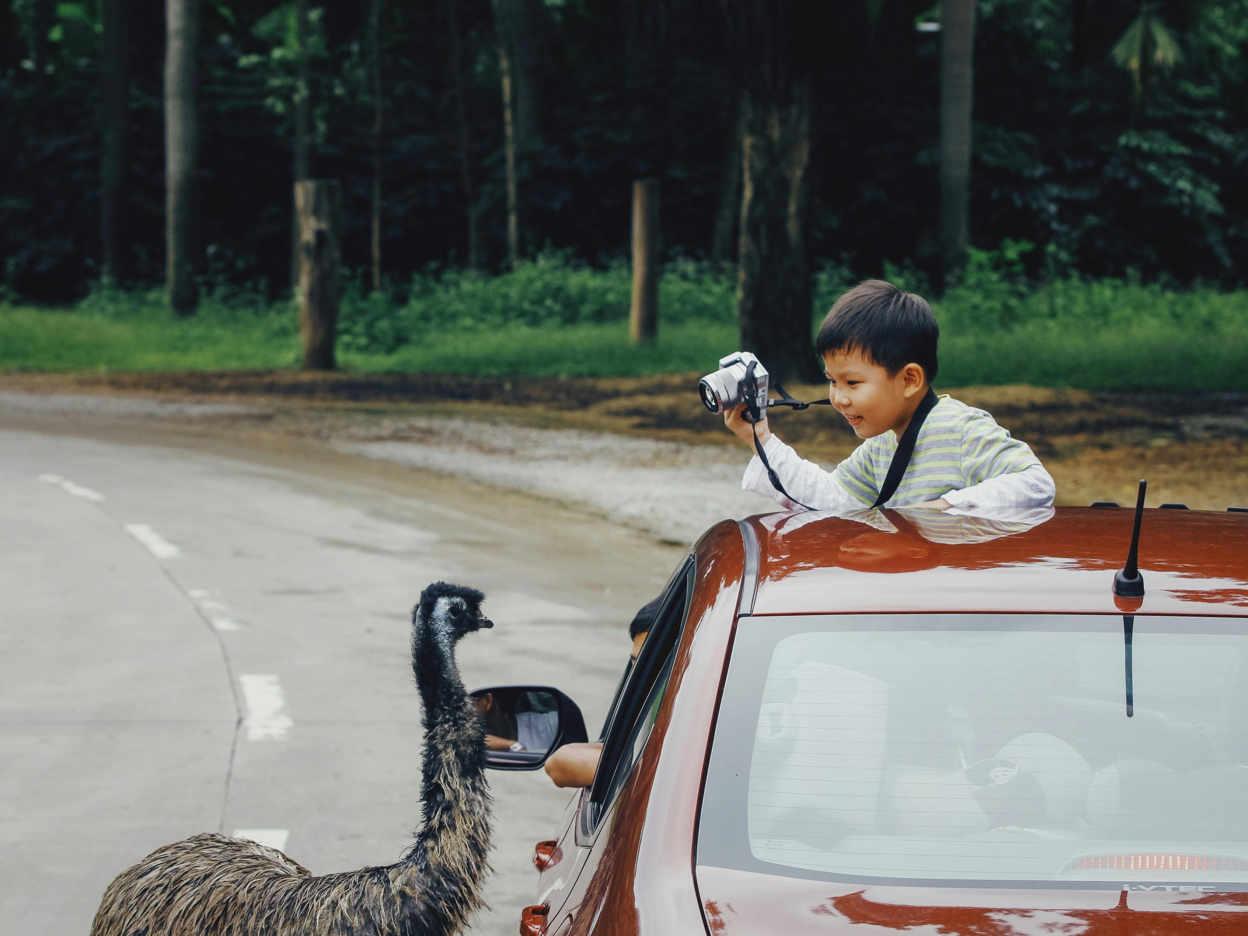Ostrich near Car with Boy · Free Stock Photo