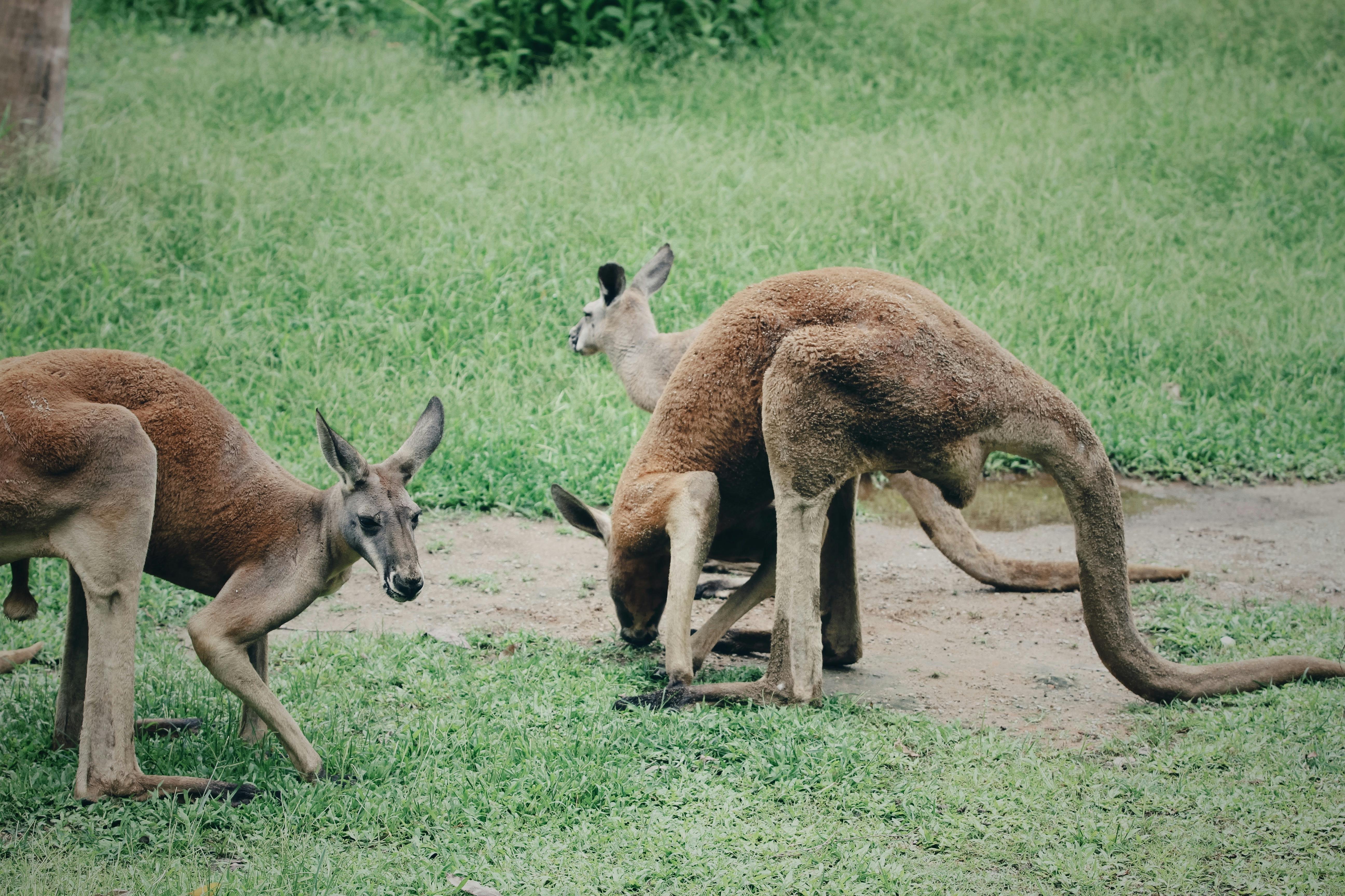 Kangaroos on Grass · Free Stock Photo