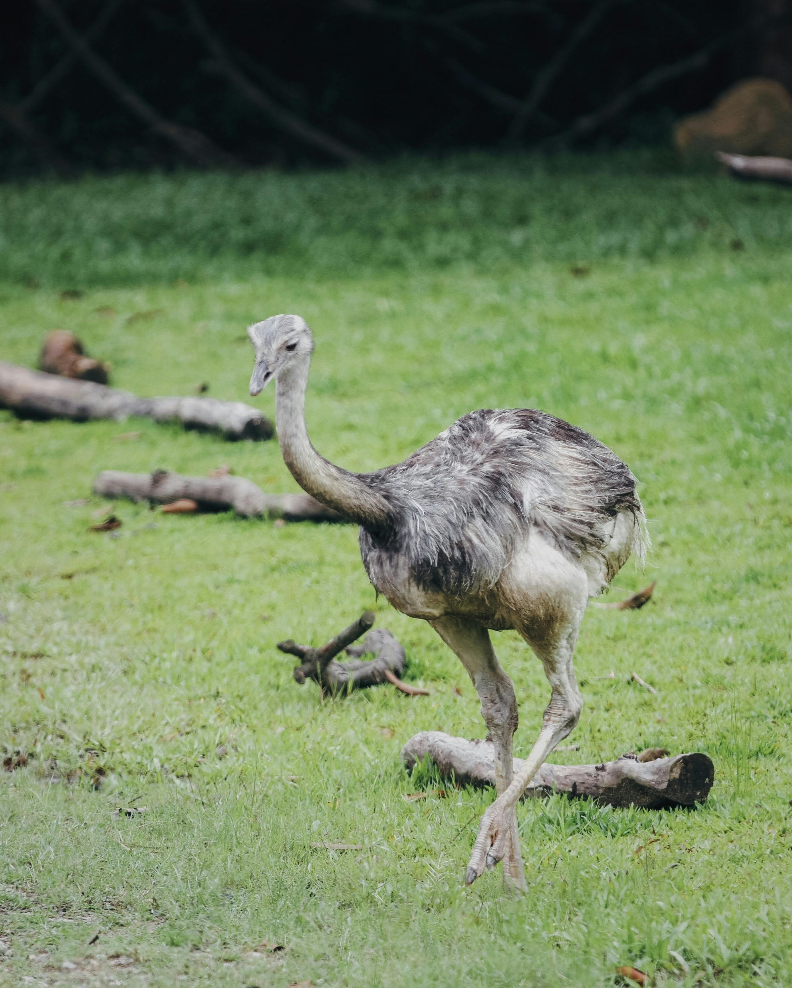 Gaming Bird Photos, Download The BEST Free Gaming Bird Stock Photos ...