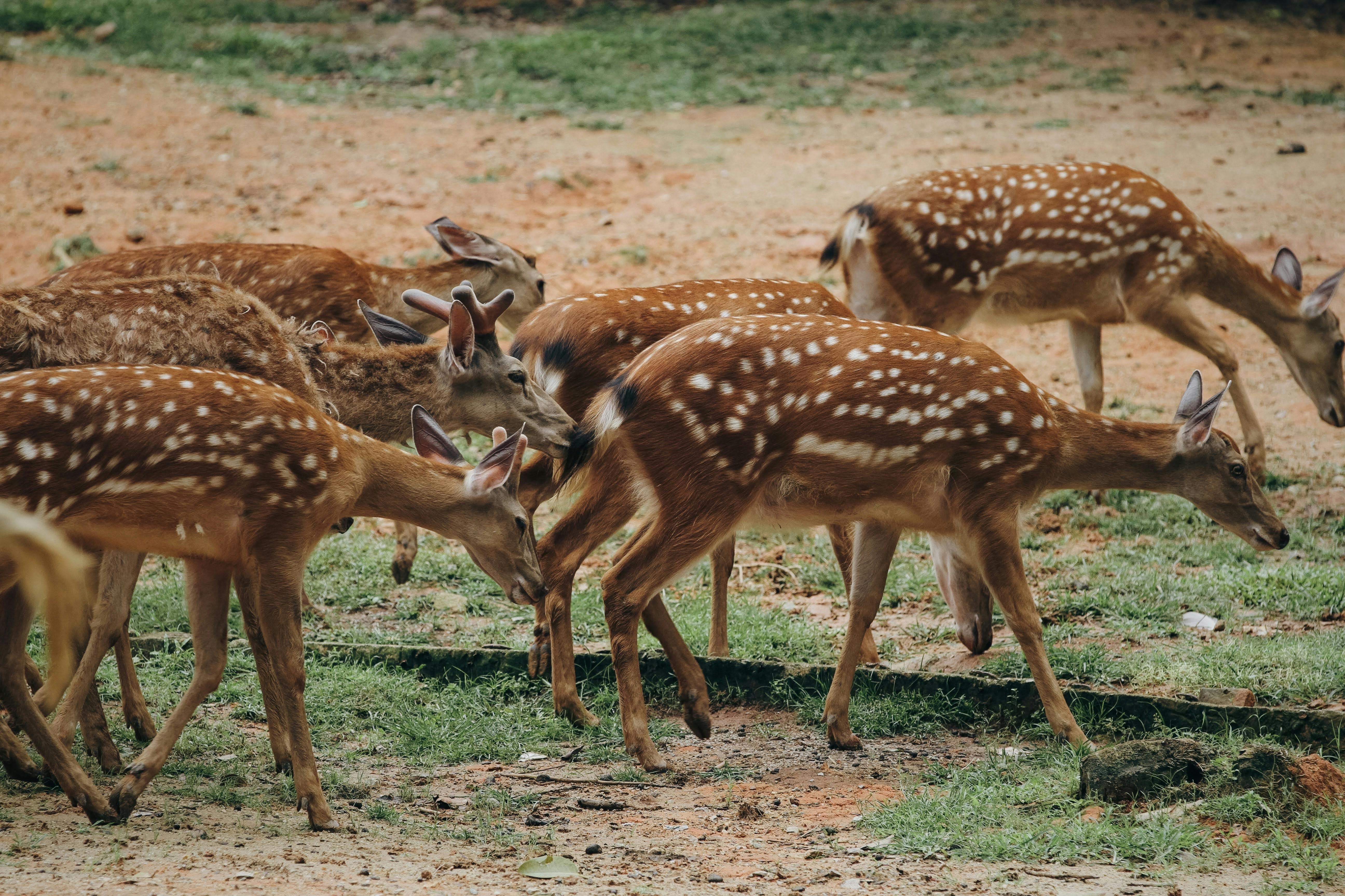 Formosan Sika Deer Walking Together · Free Stock Photo