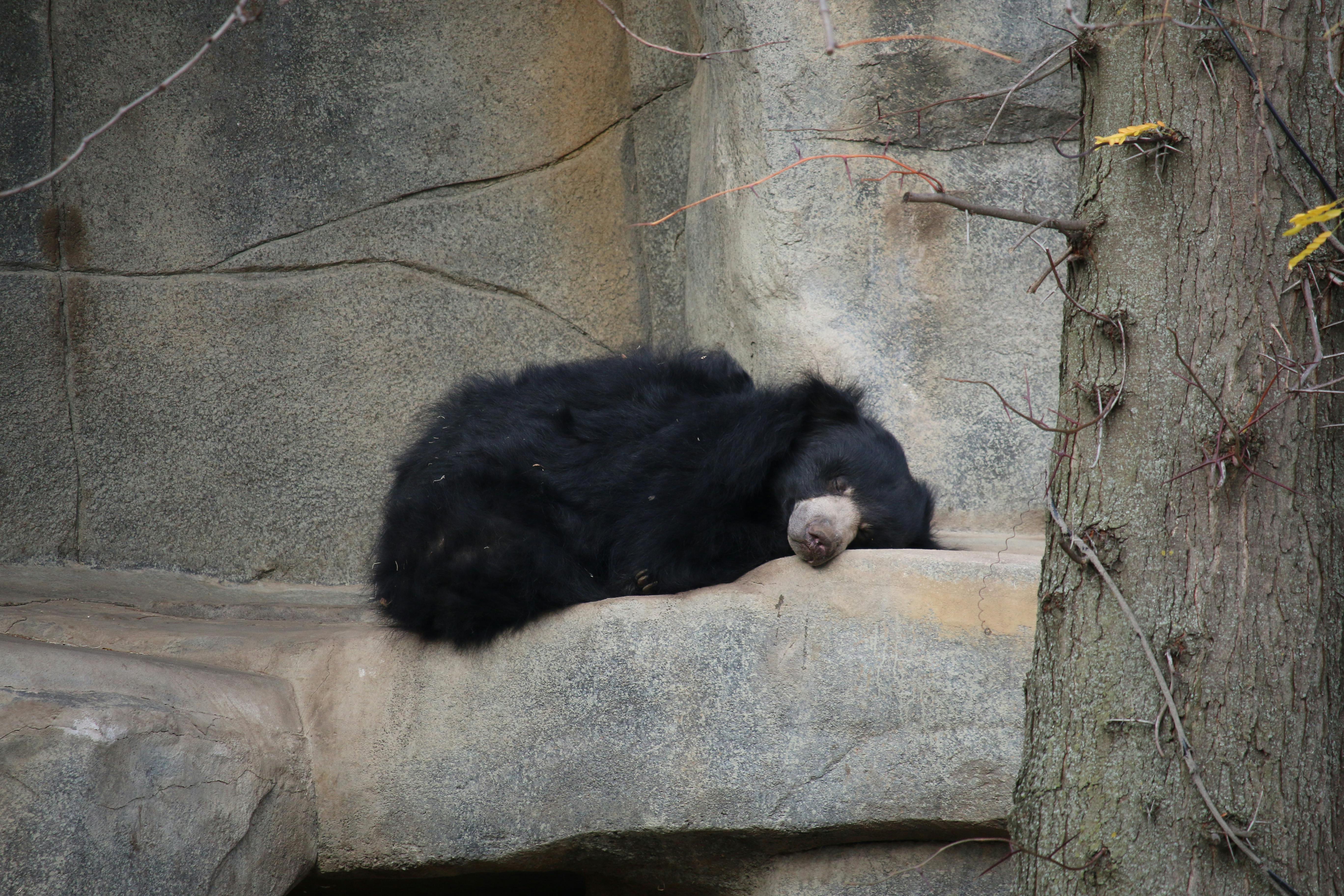 Close-up of a Sleeping Bear in a ZOO · Free Stock Photo