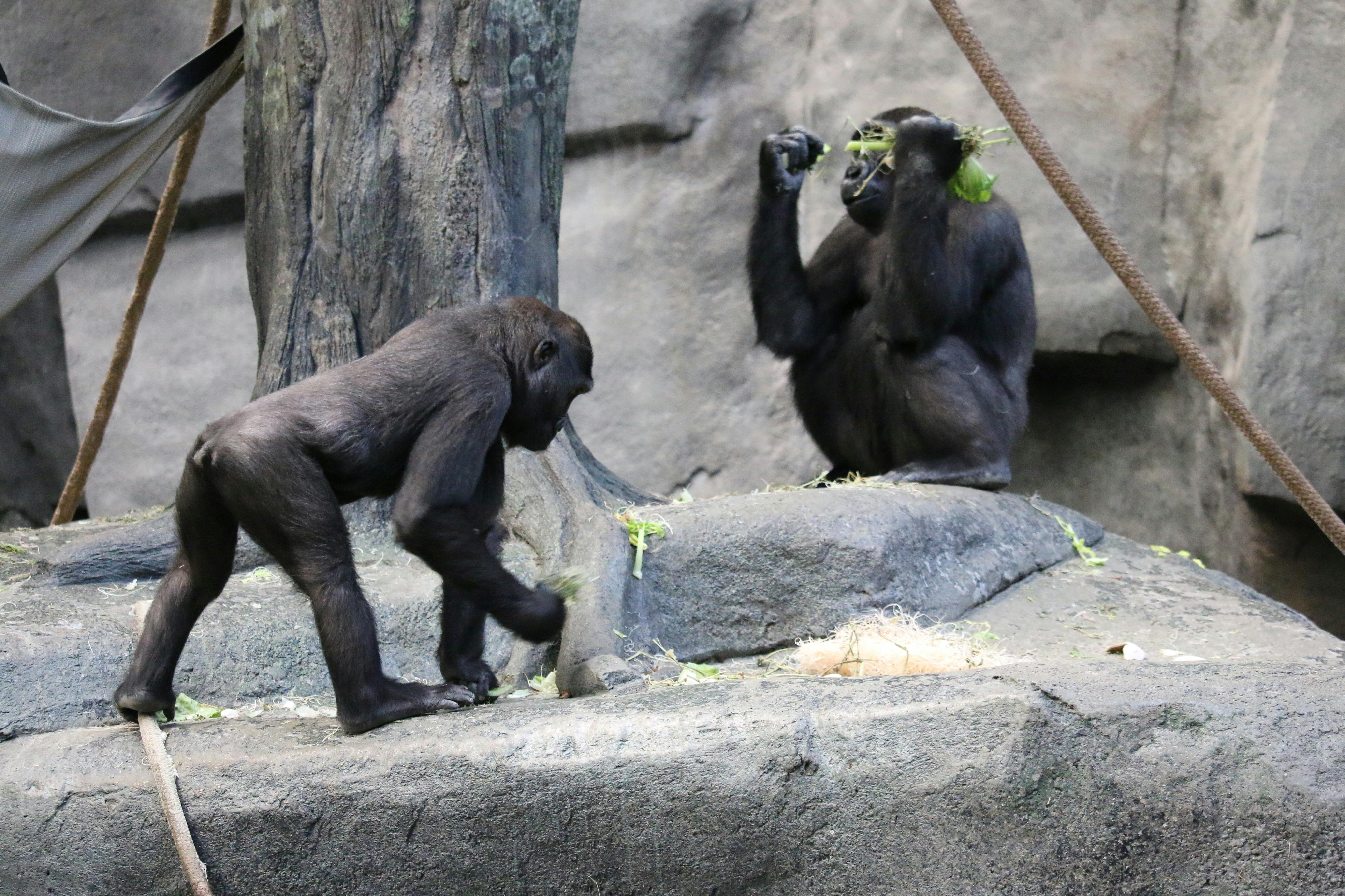 Gorillas in a Zoo · Free Stock Photo