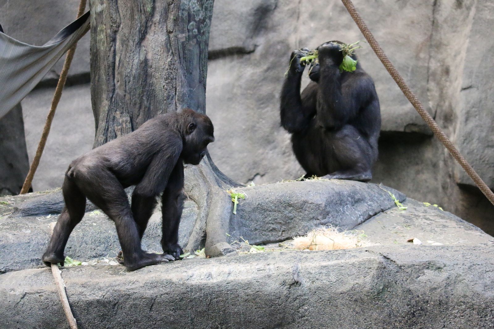 Gorillas Photos, Download The BEST Free Gorillas Stock Photos & HD Images