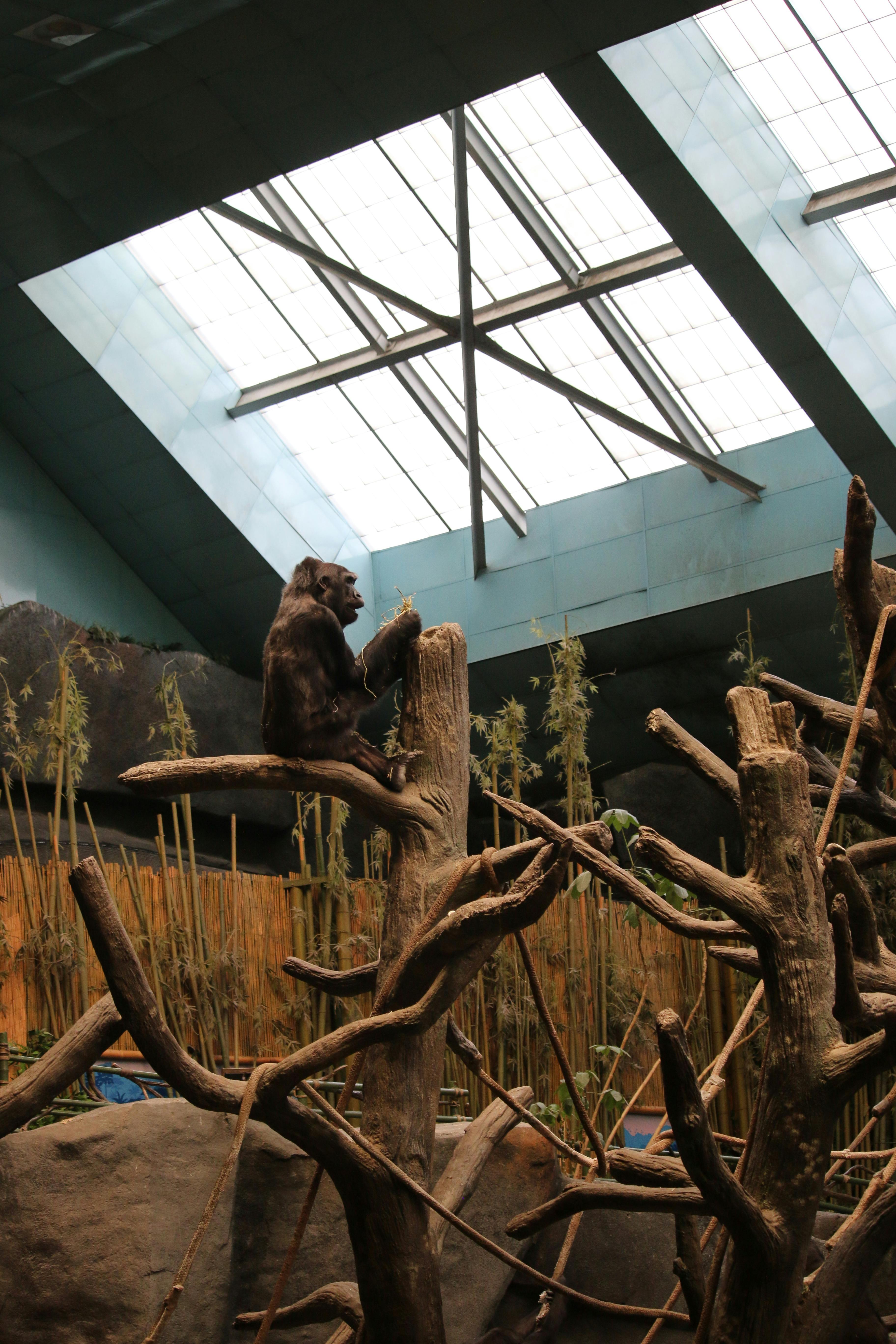 Monkey Sitting on Trees in Room · Free Stock Photo