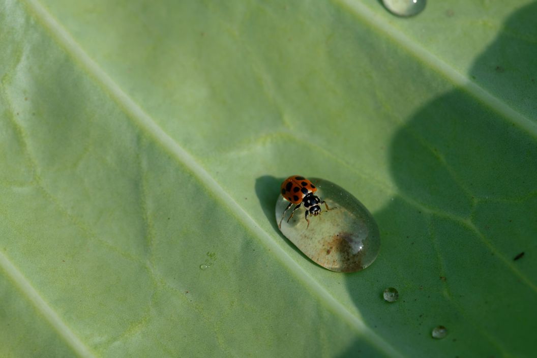 Getting Rid of Lady Bugs in House: A Step-by-Step Guide