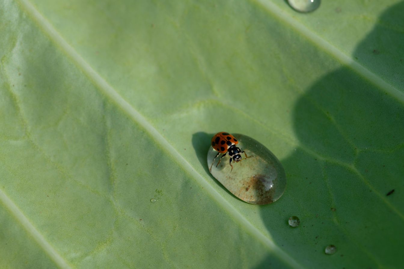 How to Kill Lady Bugs in House Naturally and Permanently