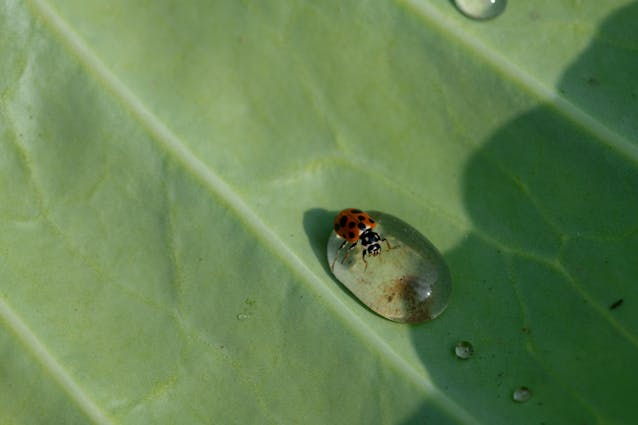 Getting Rid of Lady Bugs in House: A Step-by-Step Guide