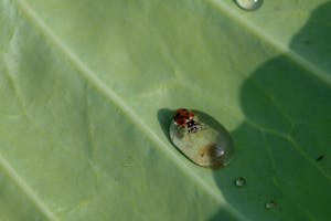 Lady Bug Photos, Download The BEST Free Lady Bug Stock Photos & HD Images