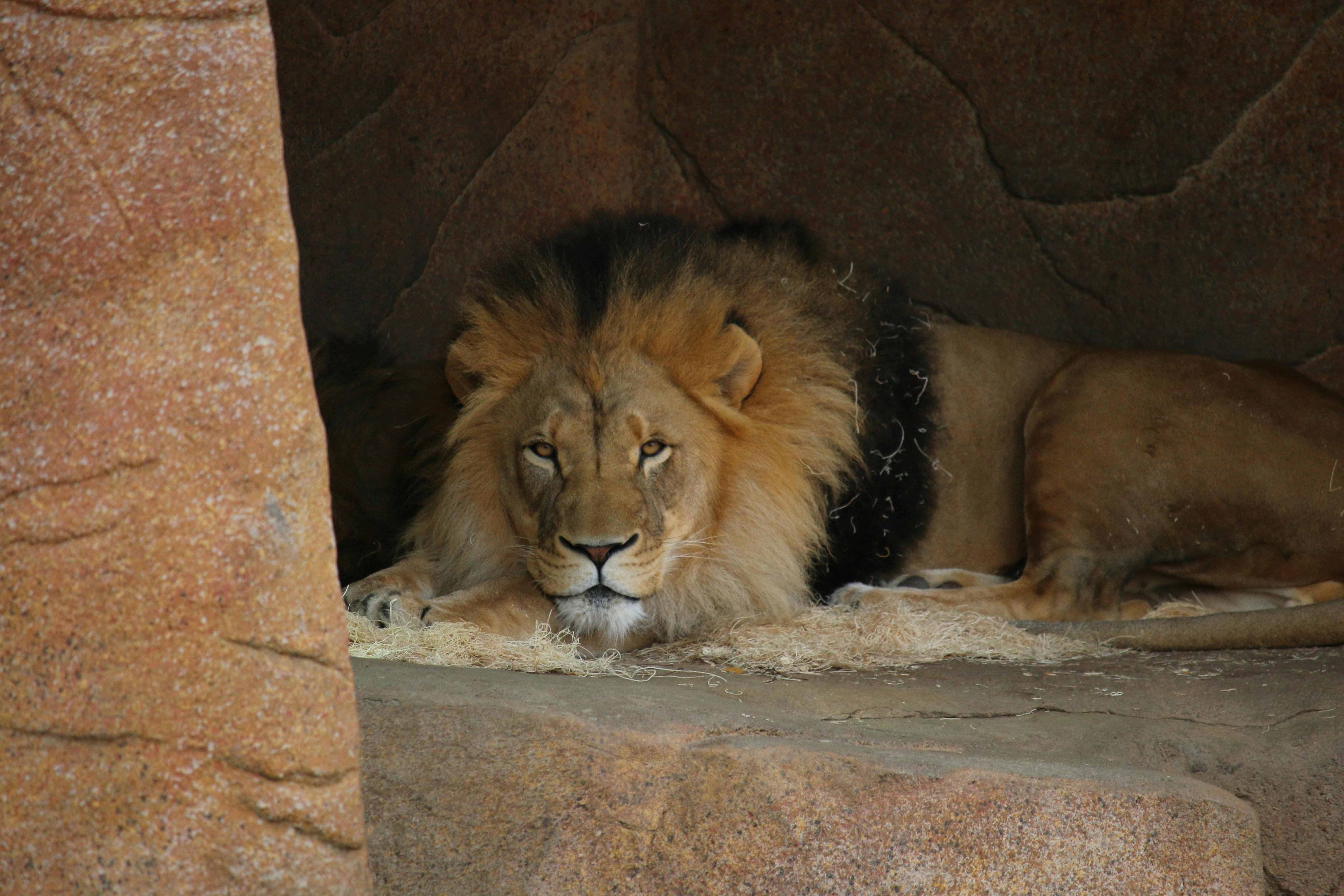 A lion laying down in a cave with rocks · Free Stock Photo