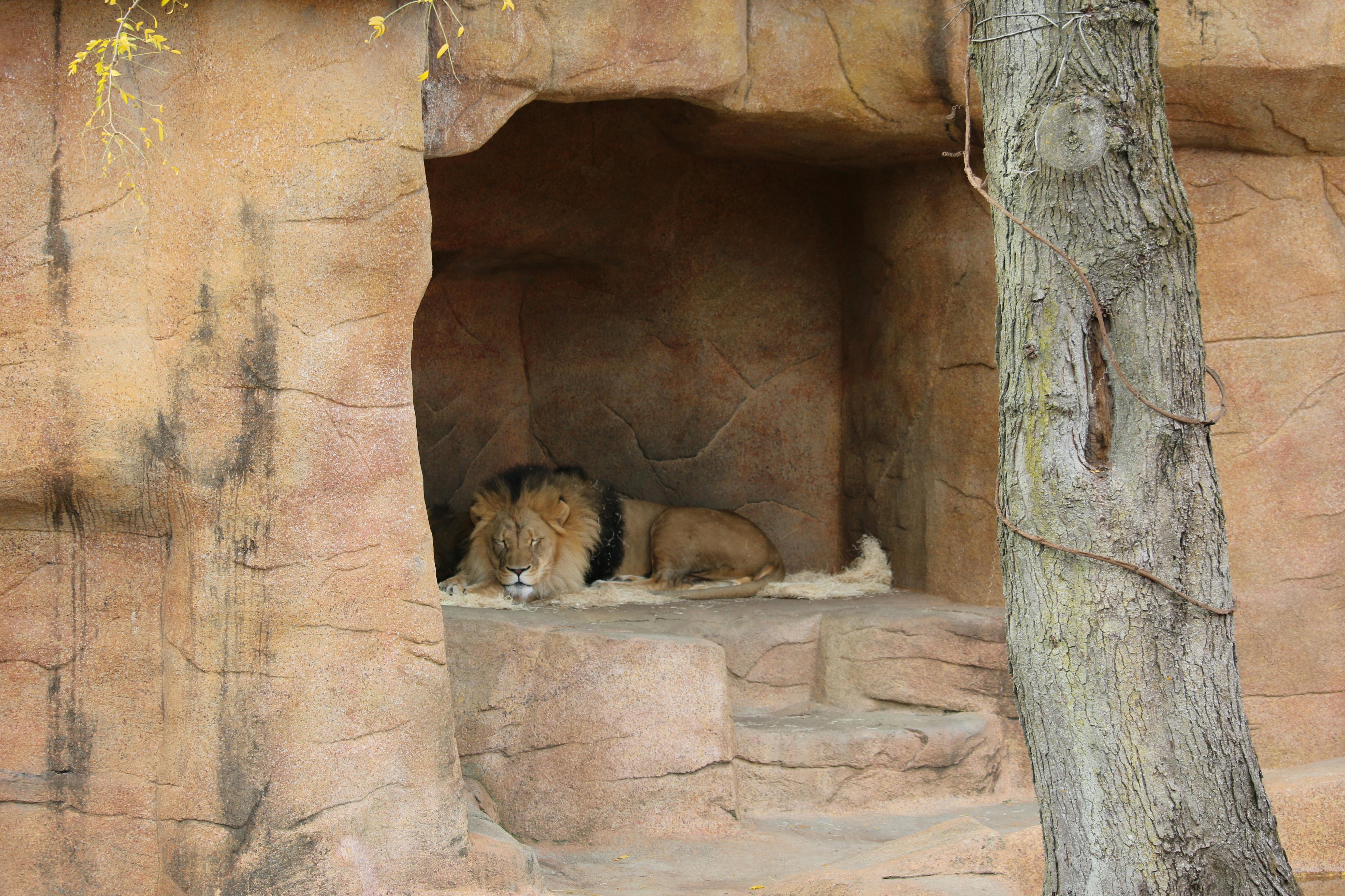 A Lion in a Cave in a Zoo · Free Stock Photo