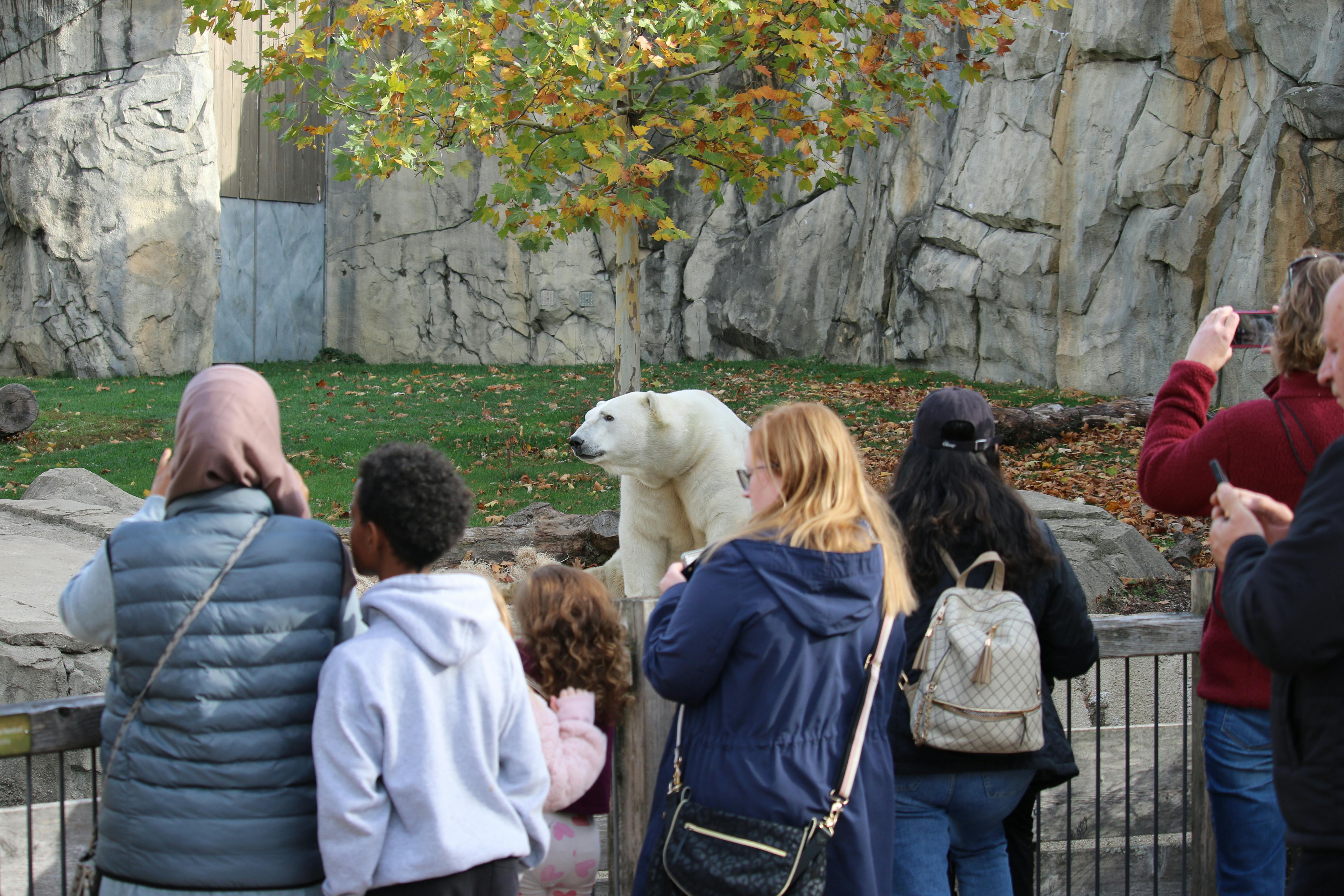 People Watching Polar Bear in Zoo · Free Stock Photo
