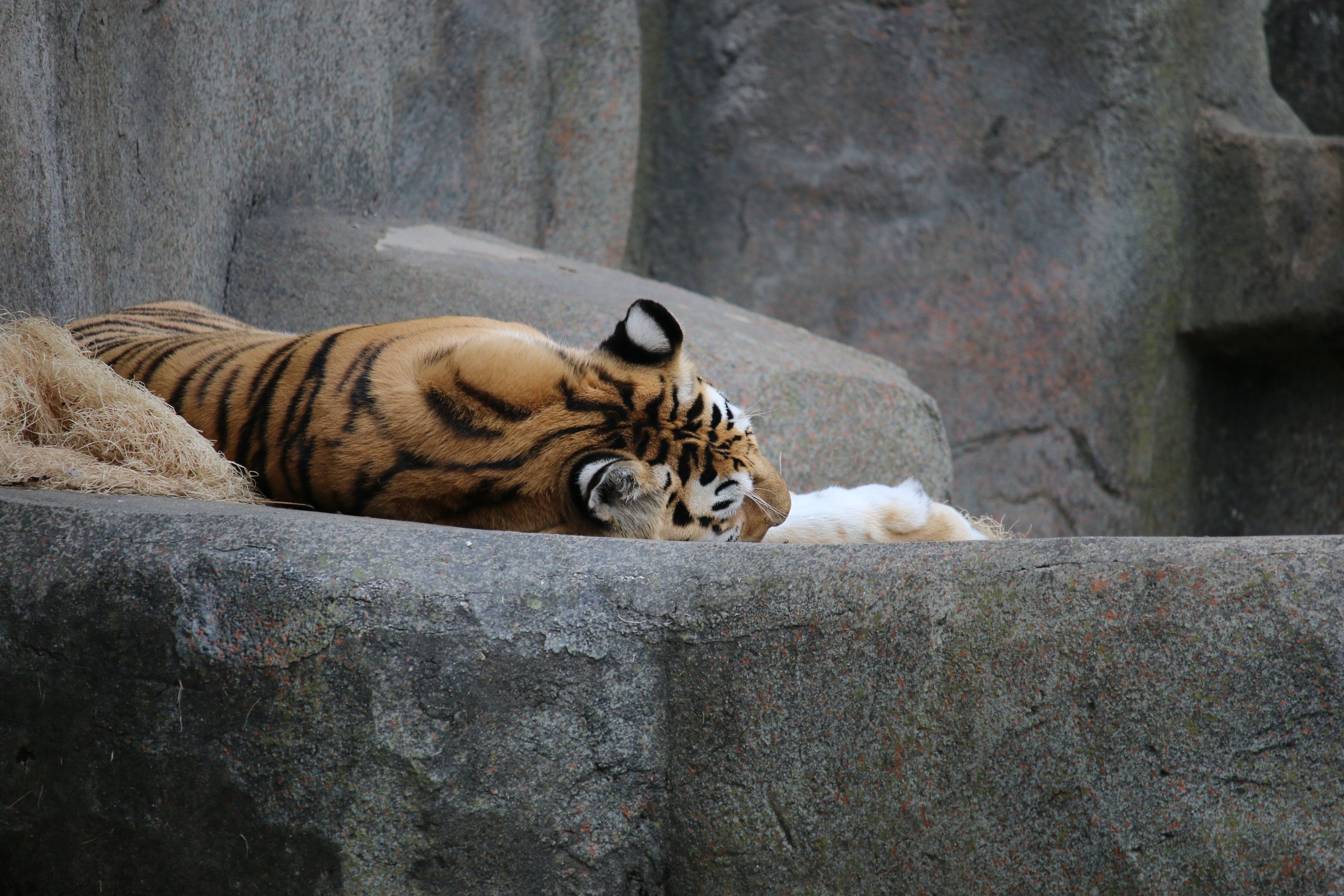 Tiger Lying Down and Sleeping · Free Stock Photo