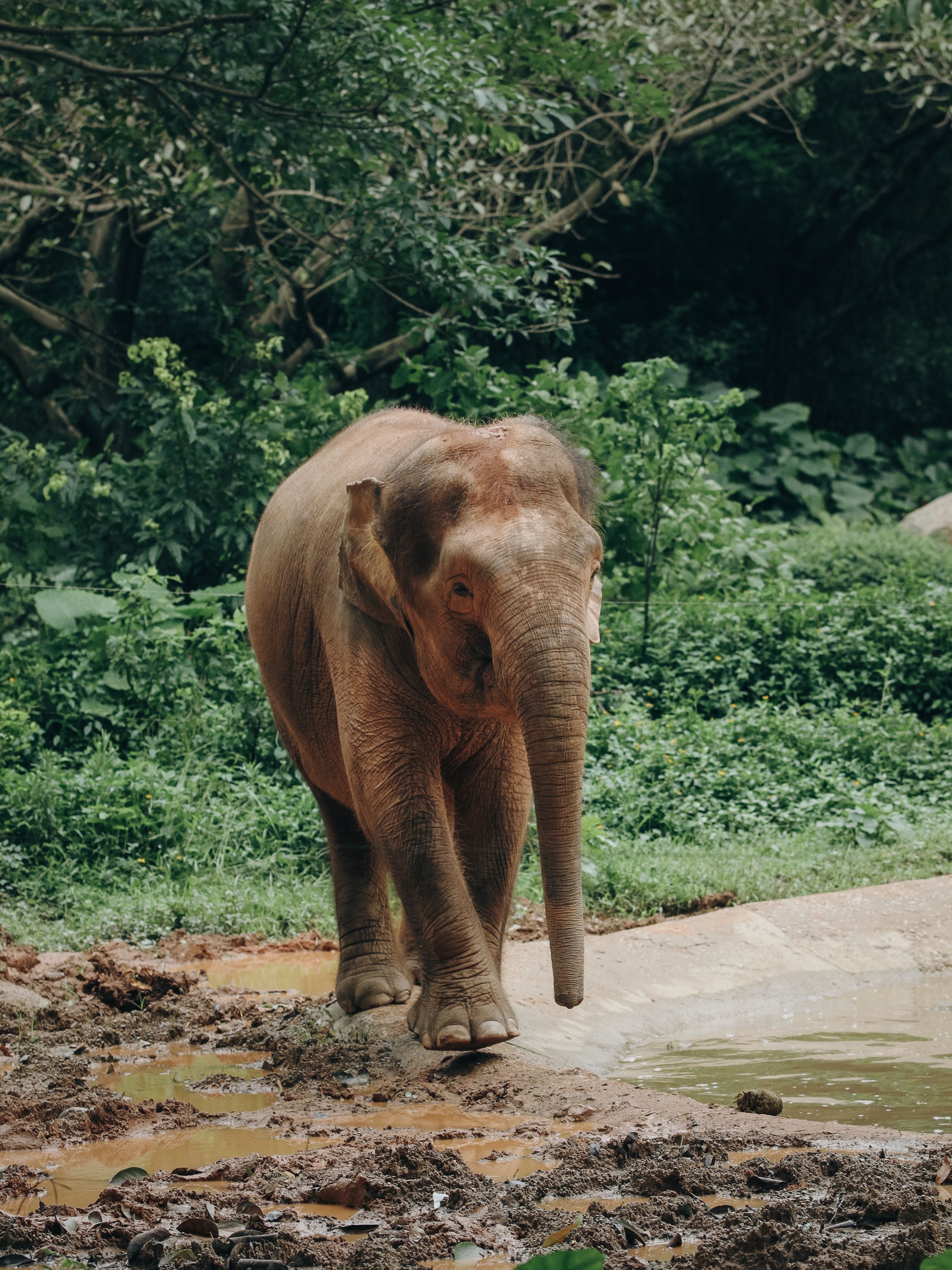 Foto de stock gratuita sobre 'paseo en elefante', al aire libre, amante ...