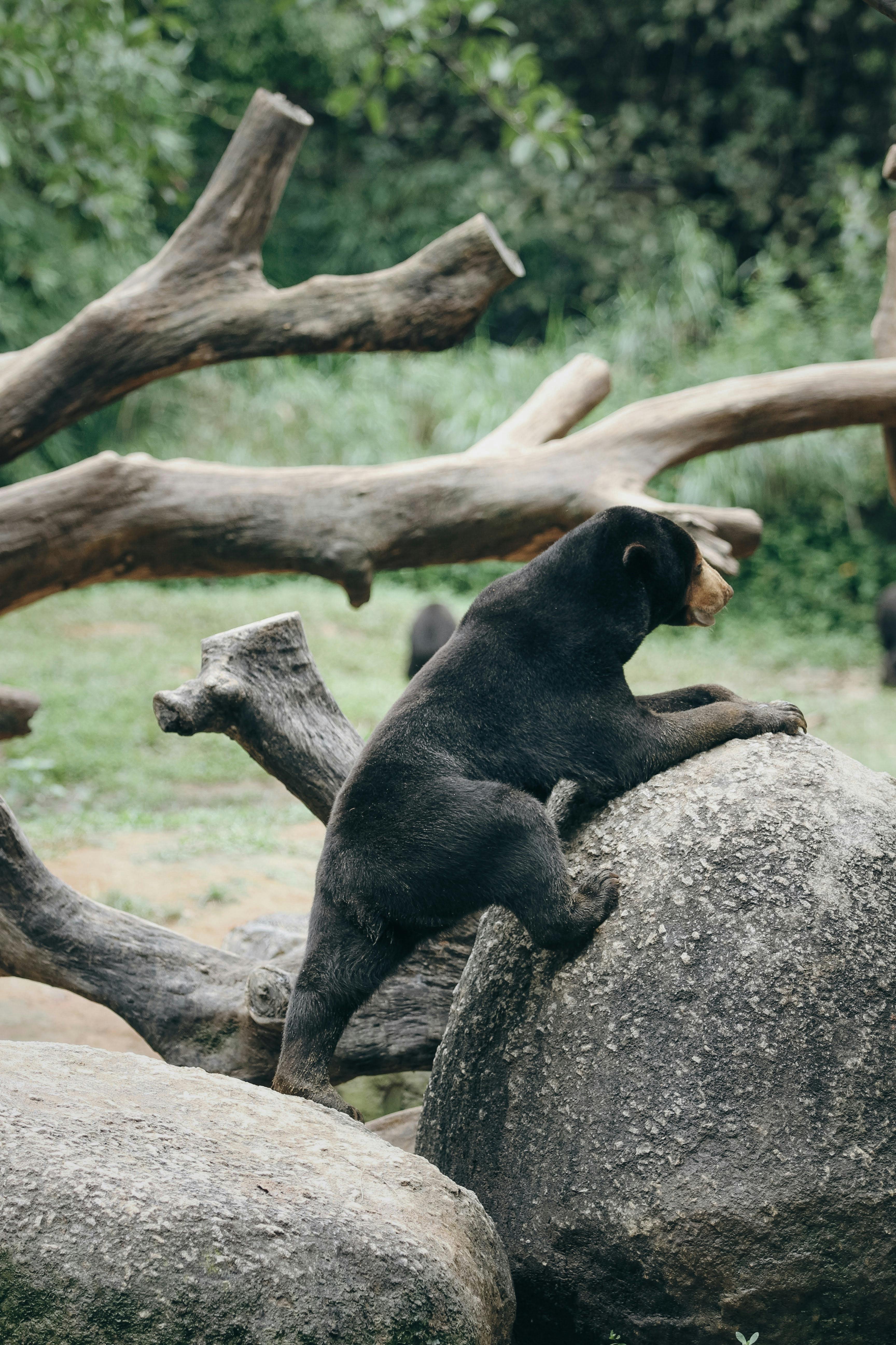 Bear Cub Climbing Rocks · Free Stock Photo