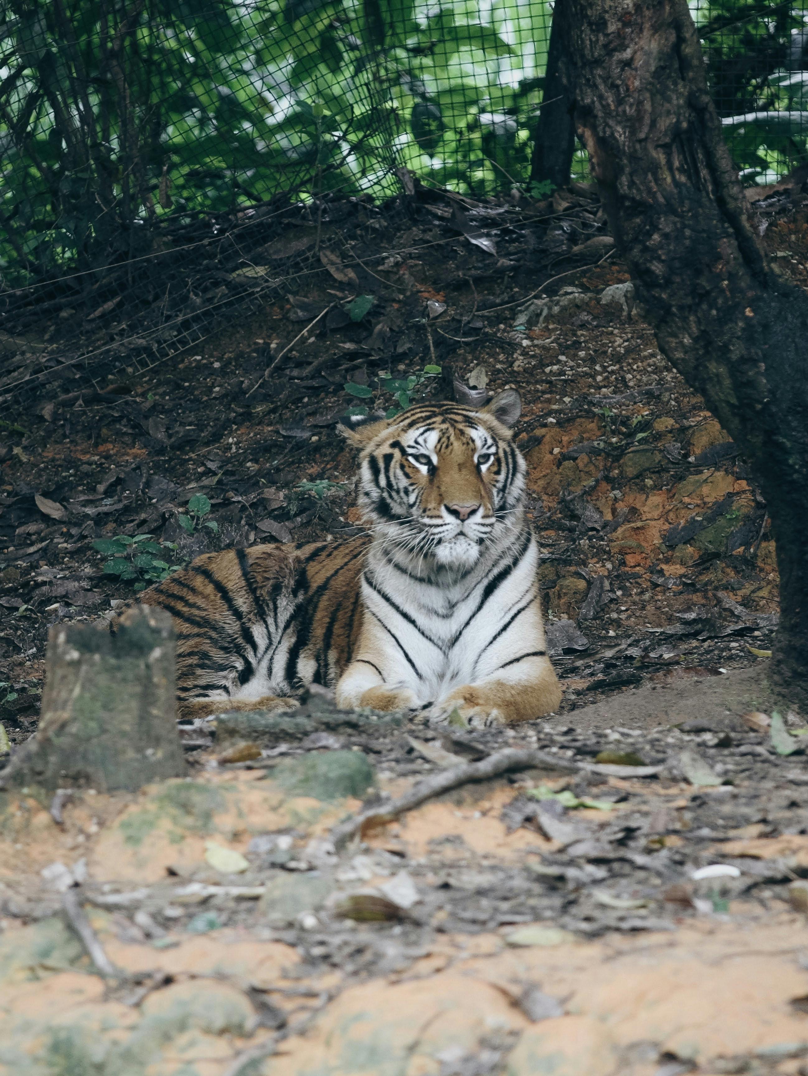 Tiger Sitting Photos, Download The BEST Free Tiger Sitting Stock Photos ...