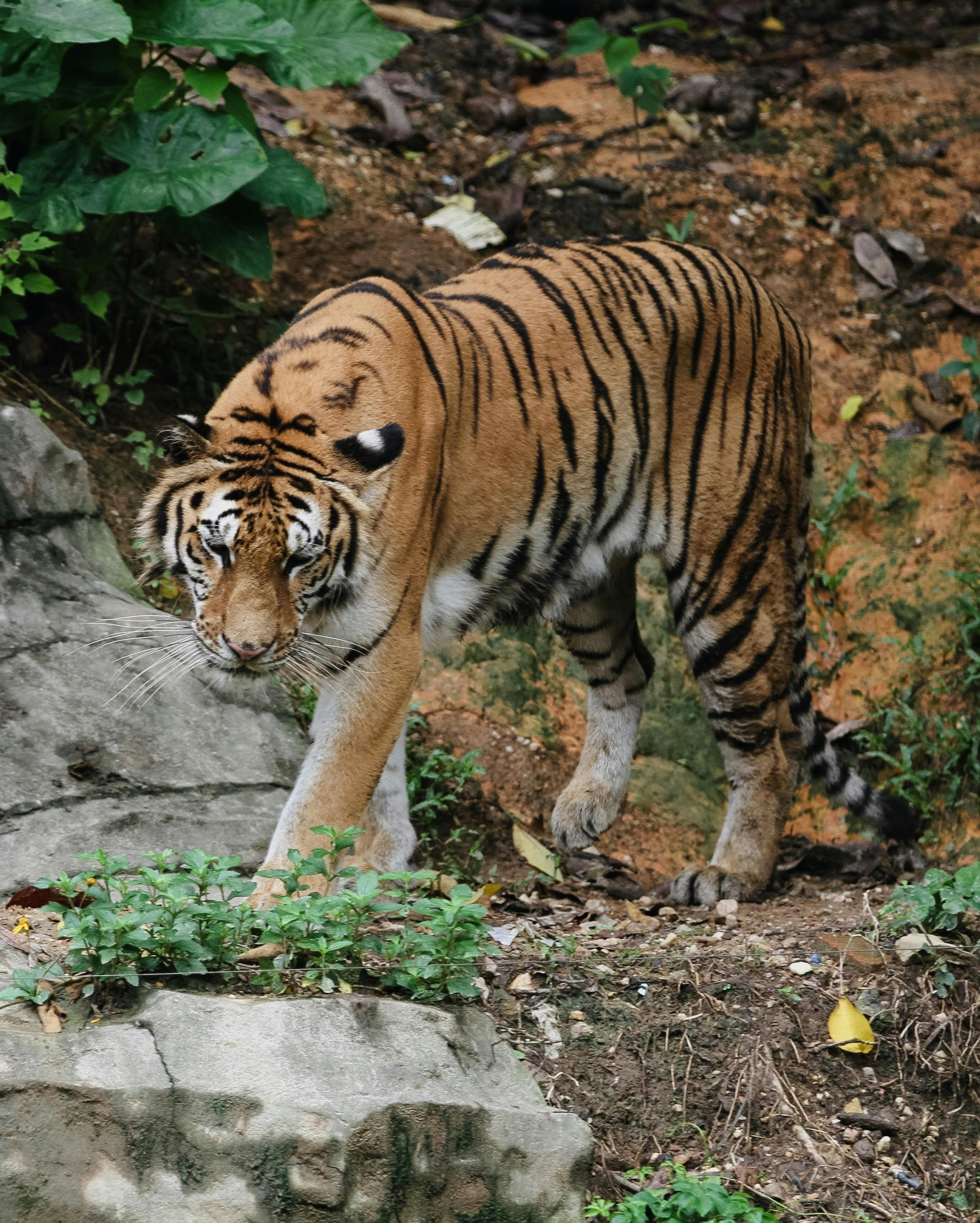 Close up of Walking Tiger · Free Stock Photo