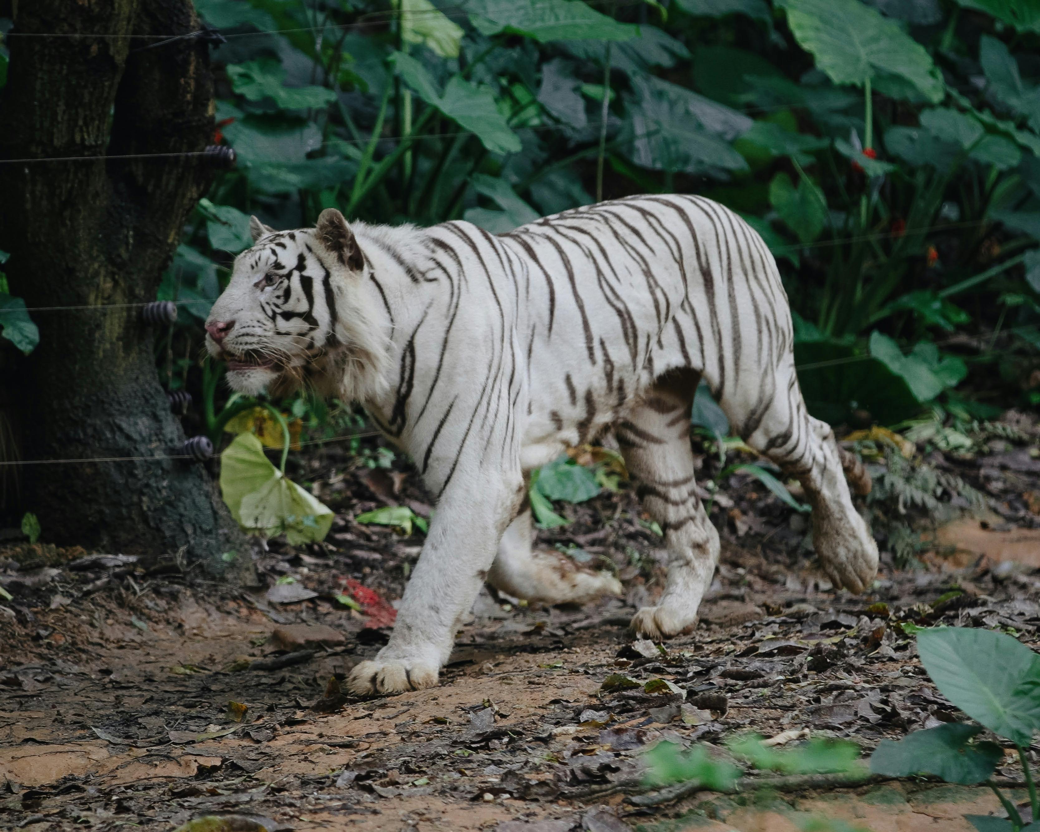 A White Tiger · Free Stock Photo