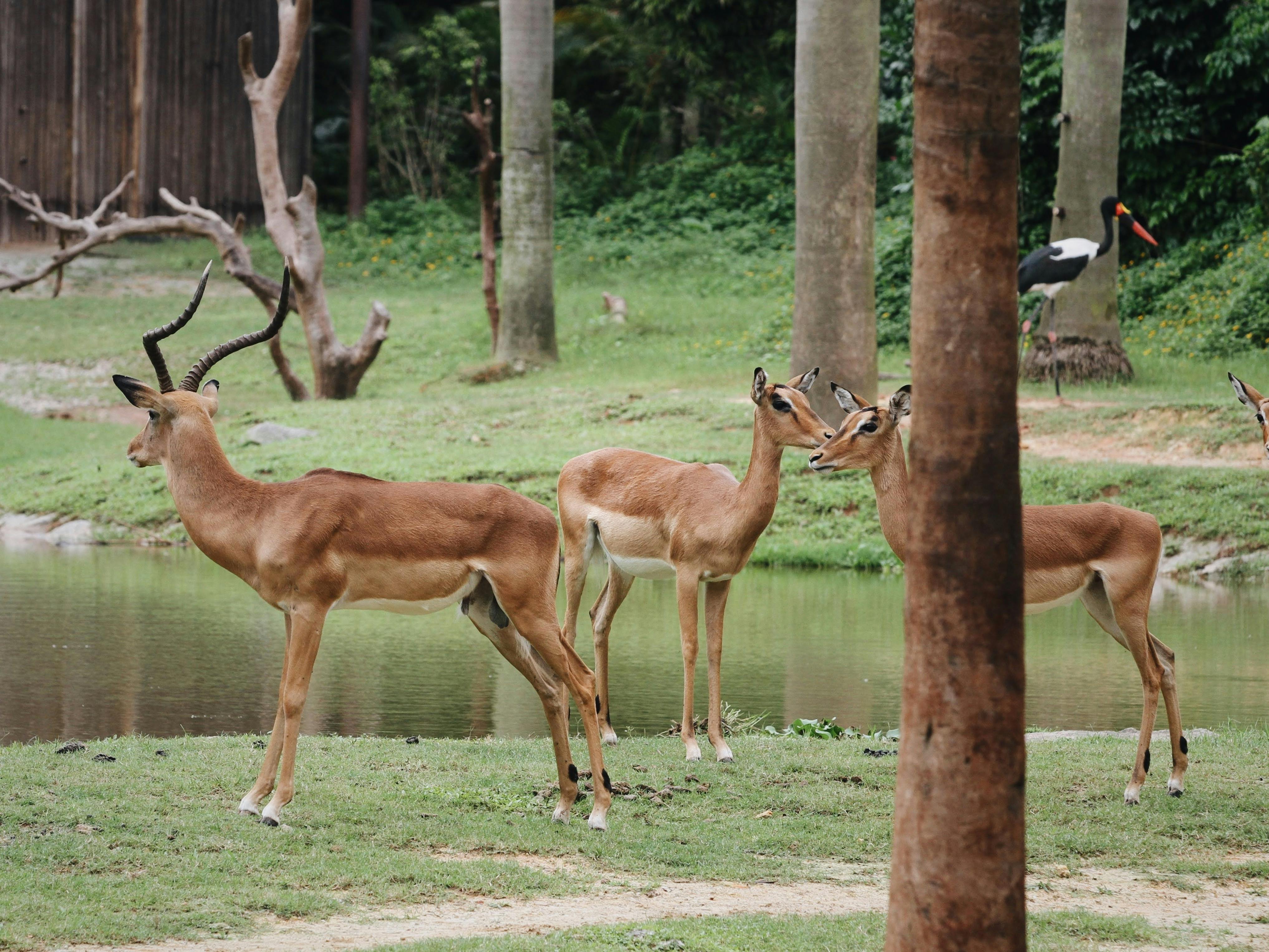 Antelopes near Water in Zoo · Free Stock Photo