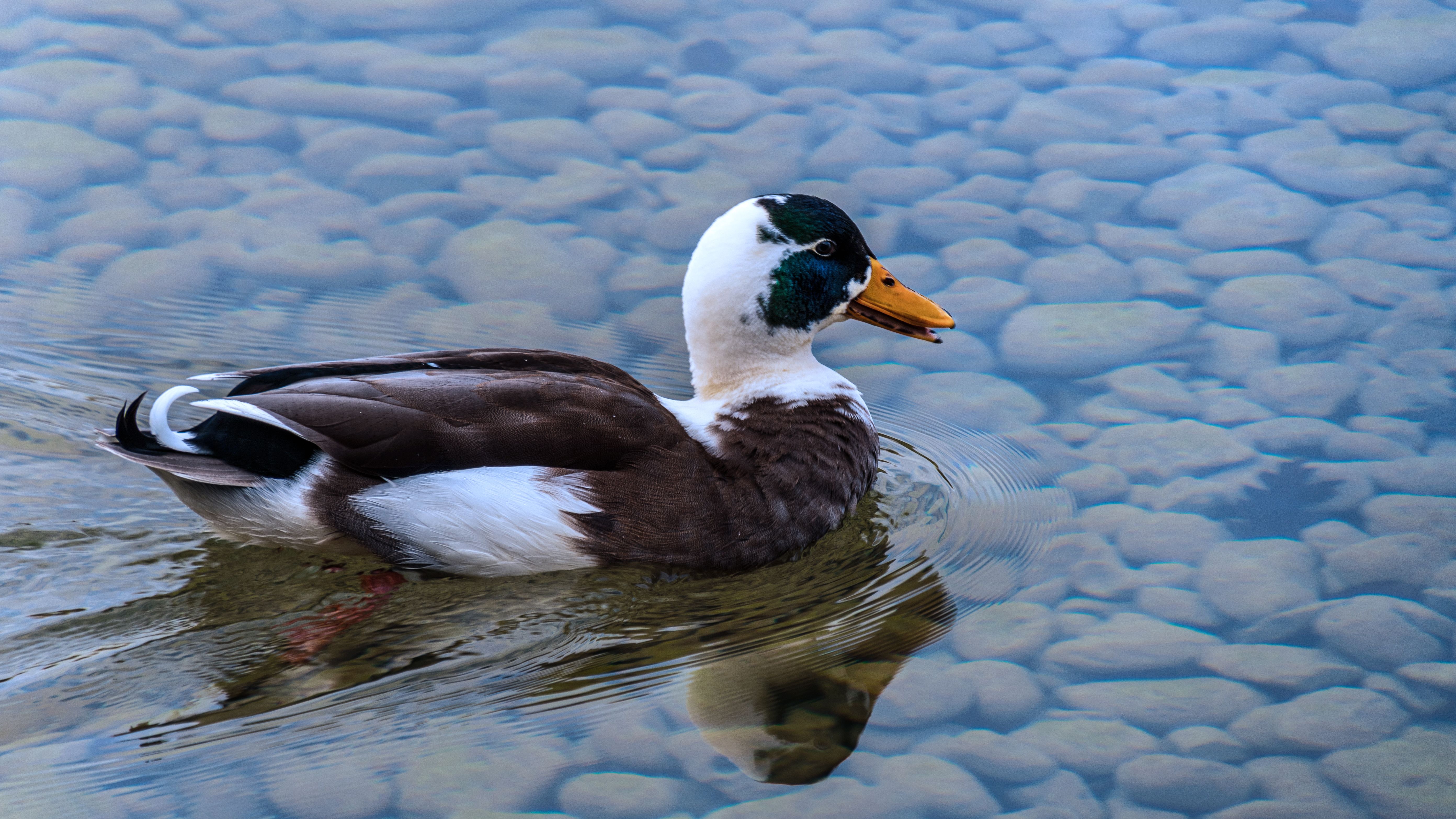 Smokey Duck Photos, Download The BEST Free Smokey Duck Stock Photos ...