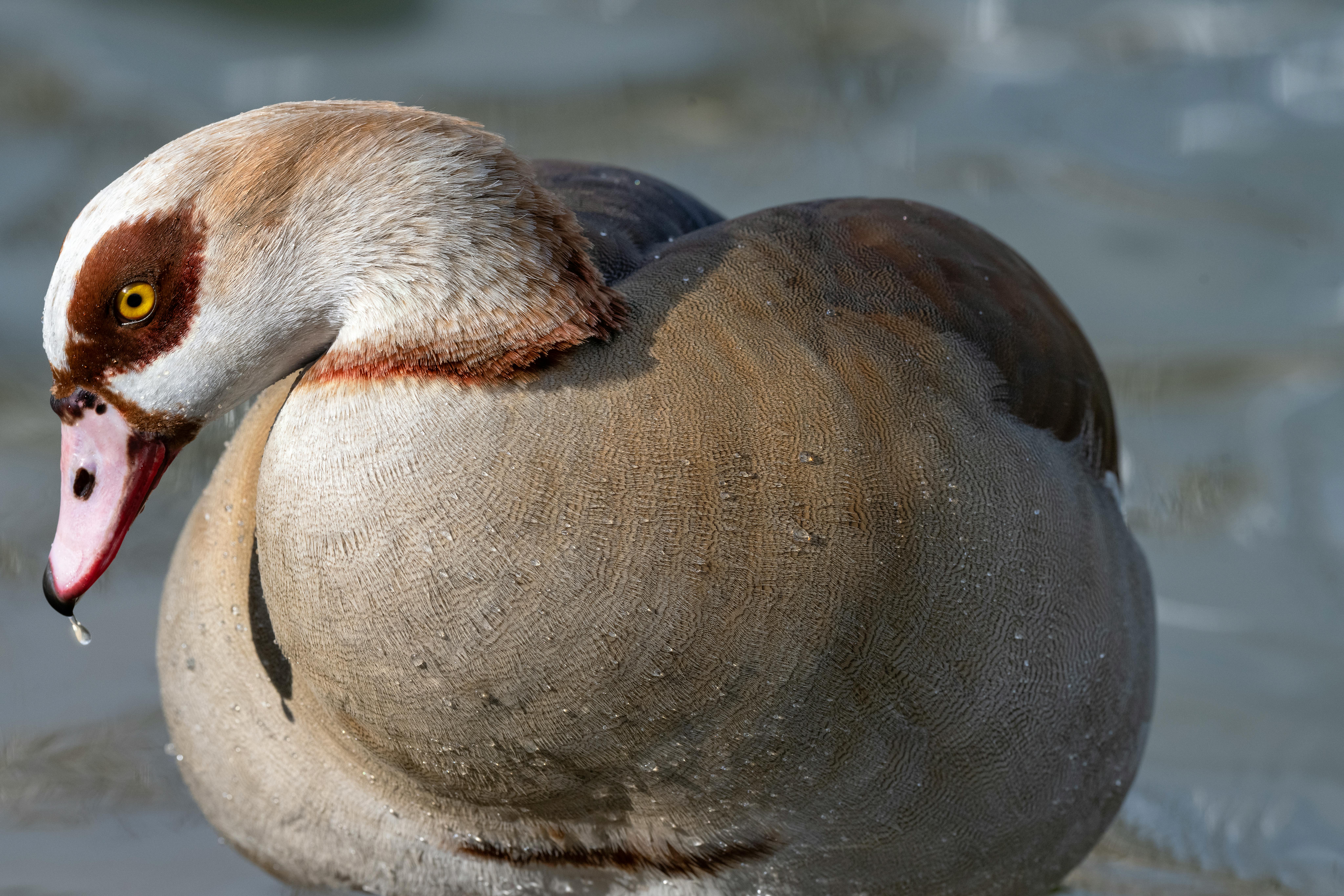 African Goose Photos, Download The BEST Free African Goose Stock Photos ...
