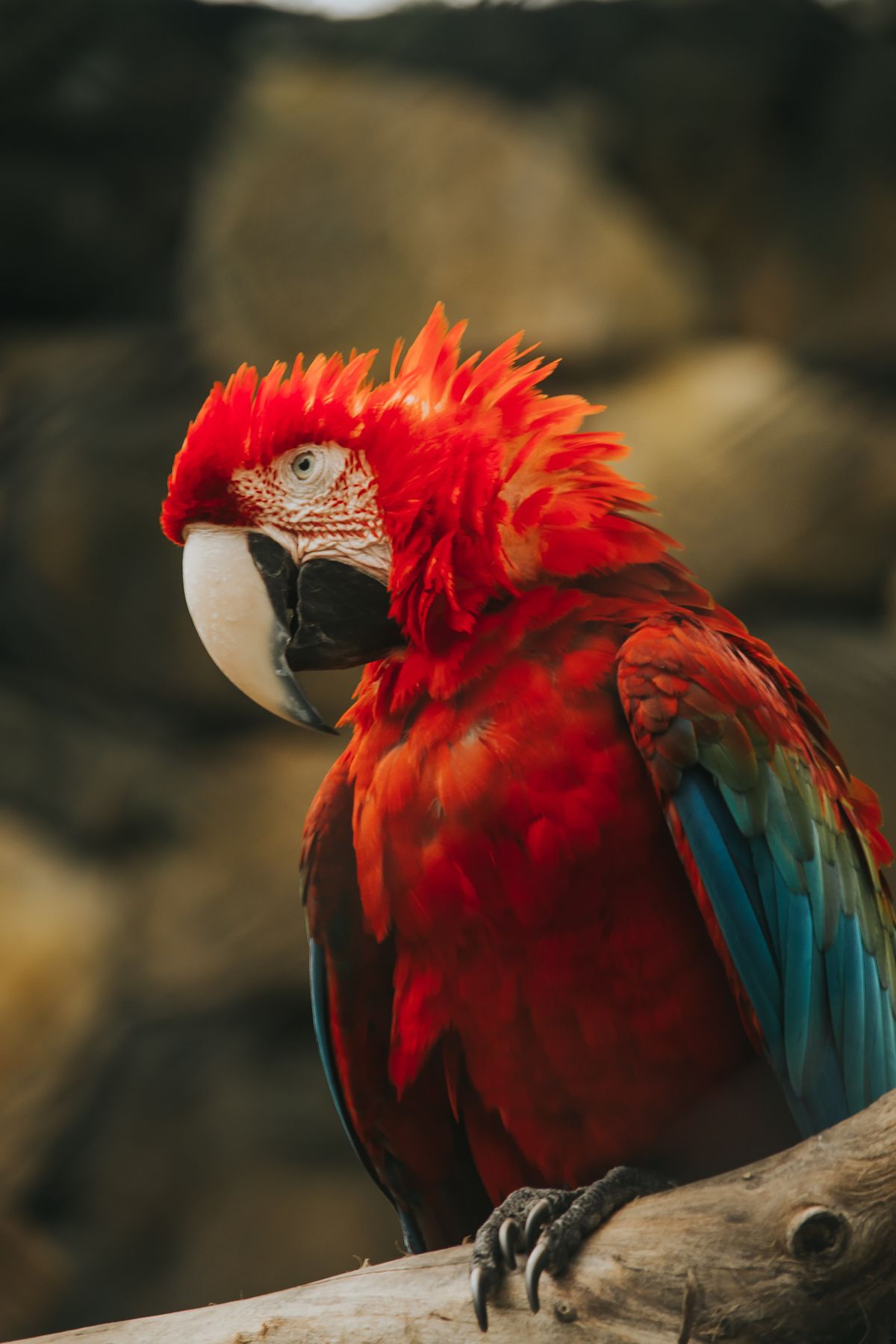 600+ Foto Americano Terbaik · Unduh Gratis 100% · Foto Stok Pexels