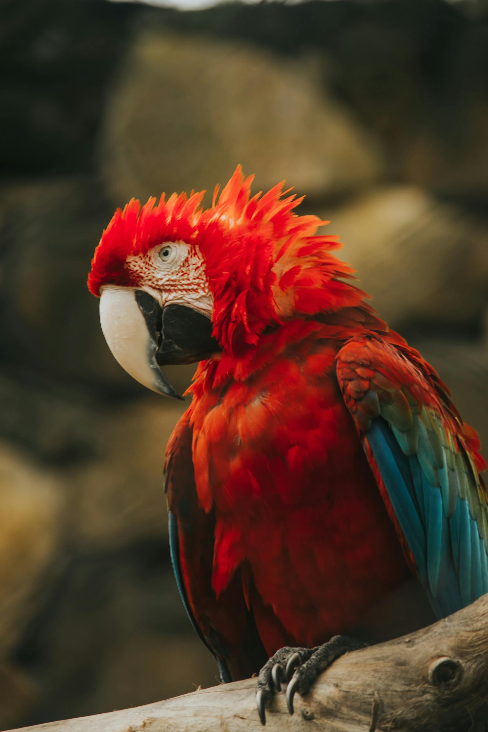 Parrot Wallpaper Photos, Download The BEST Free Parrot Wallpaper Stock ...