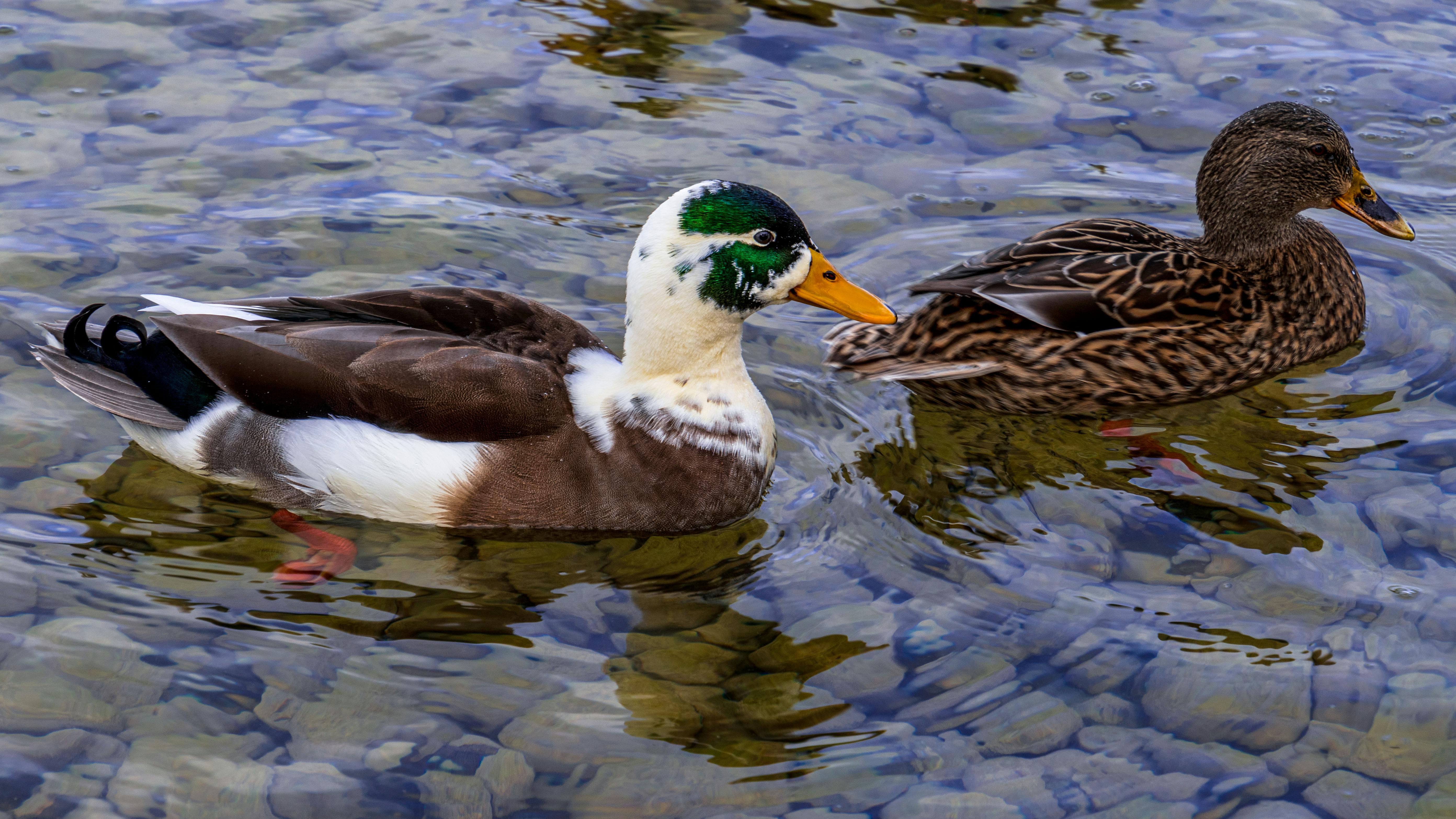 Ducks Swimming in Shallow Water · Free Stock Photo