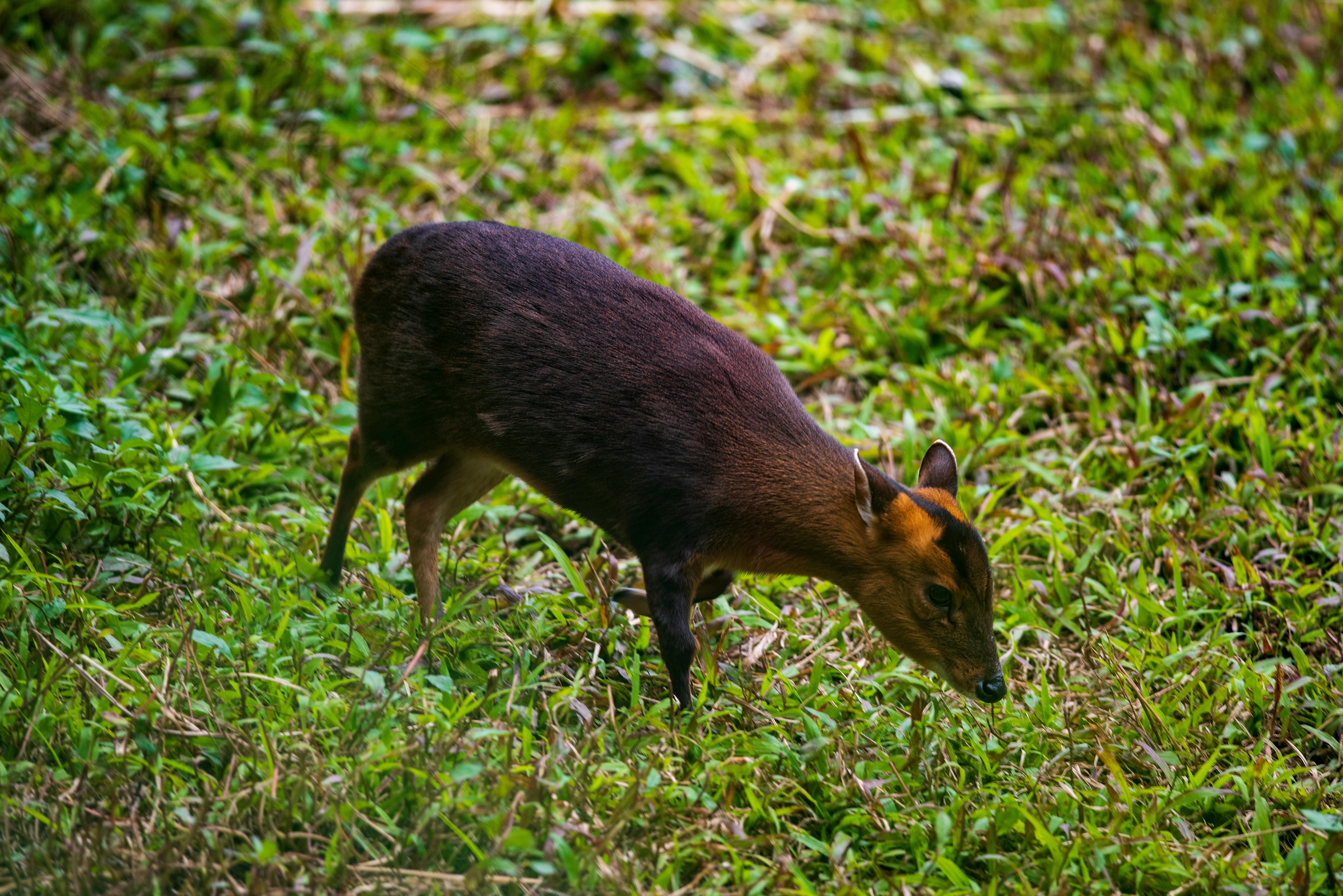 Fawn on Ground · Free Stock Photo