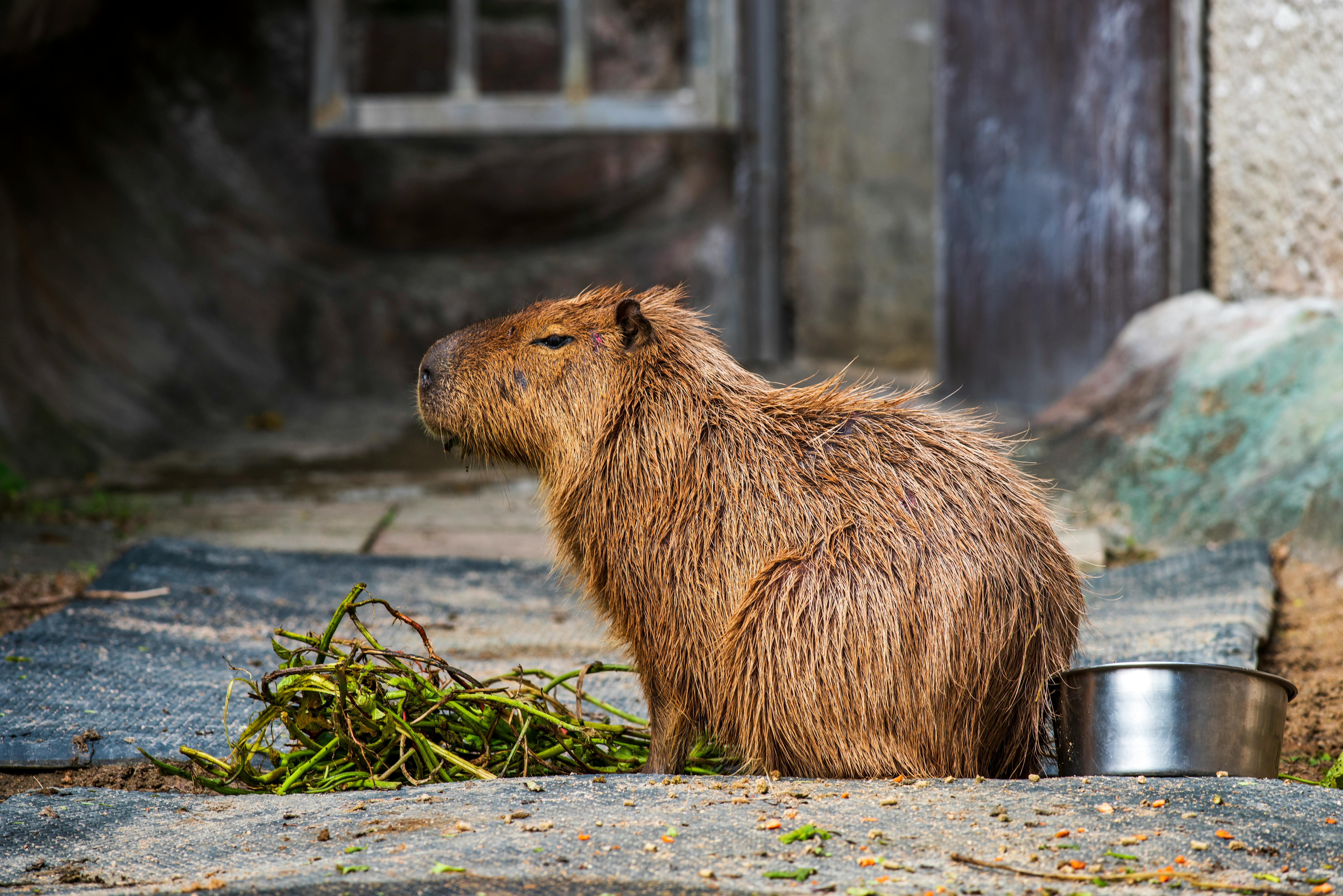 Greater Capybara Sitting on the Ground · Free Stock Photo