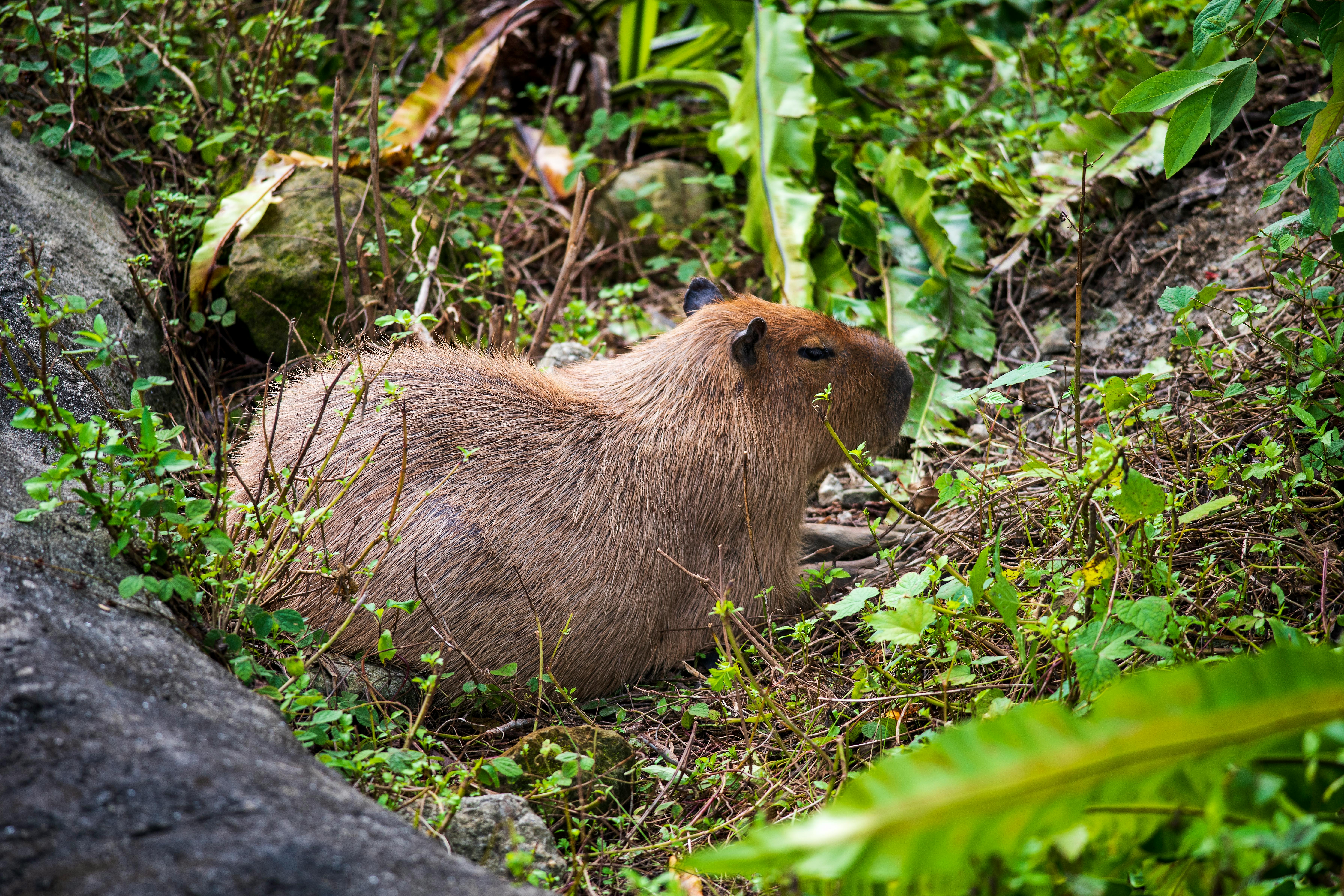 Foto de stock gratuita sobre acostado, animal, capibara, de cerca, de ...