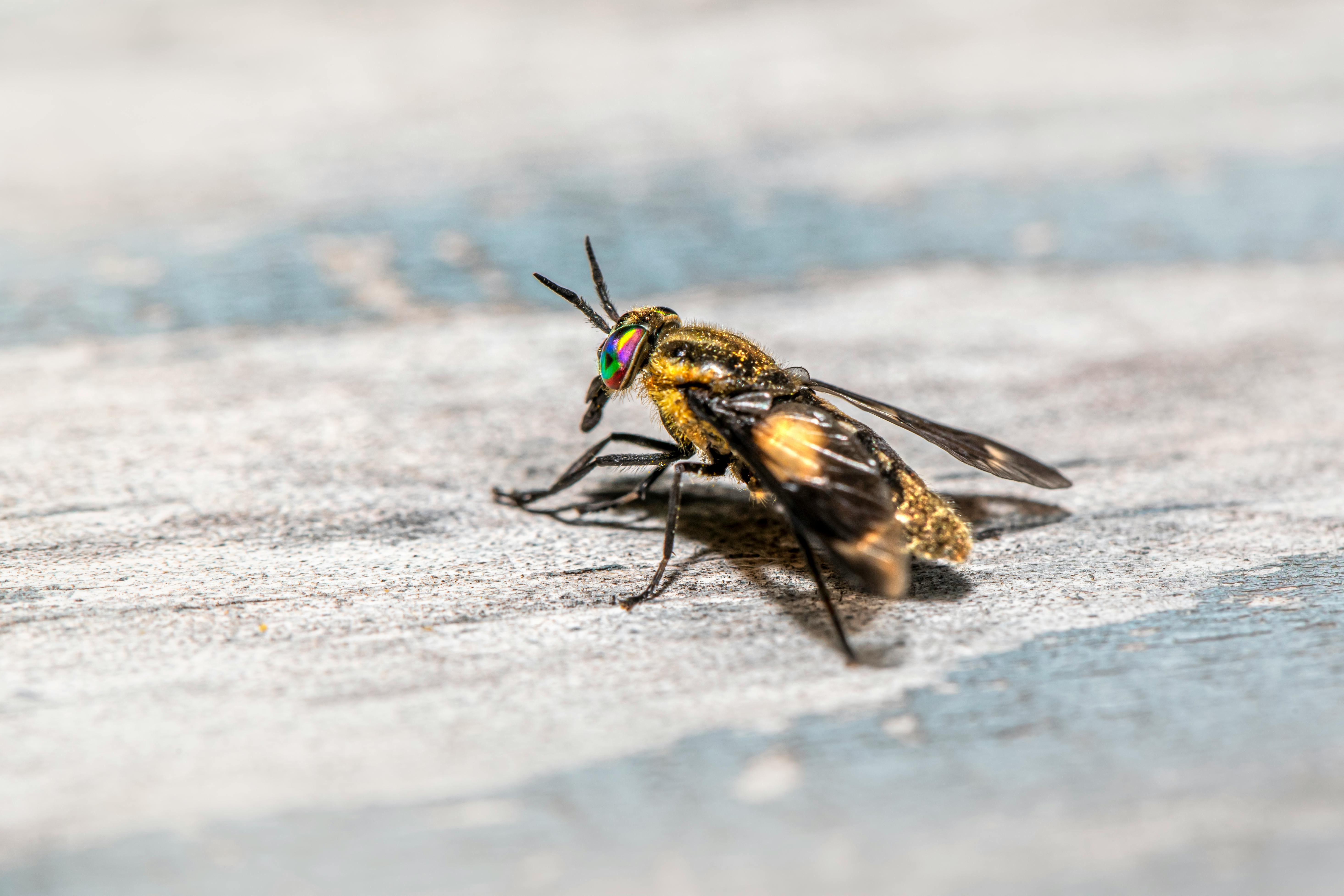 Insect Spray Photos, Download The BEST Free Insect Spray Stock Photos ...