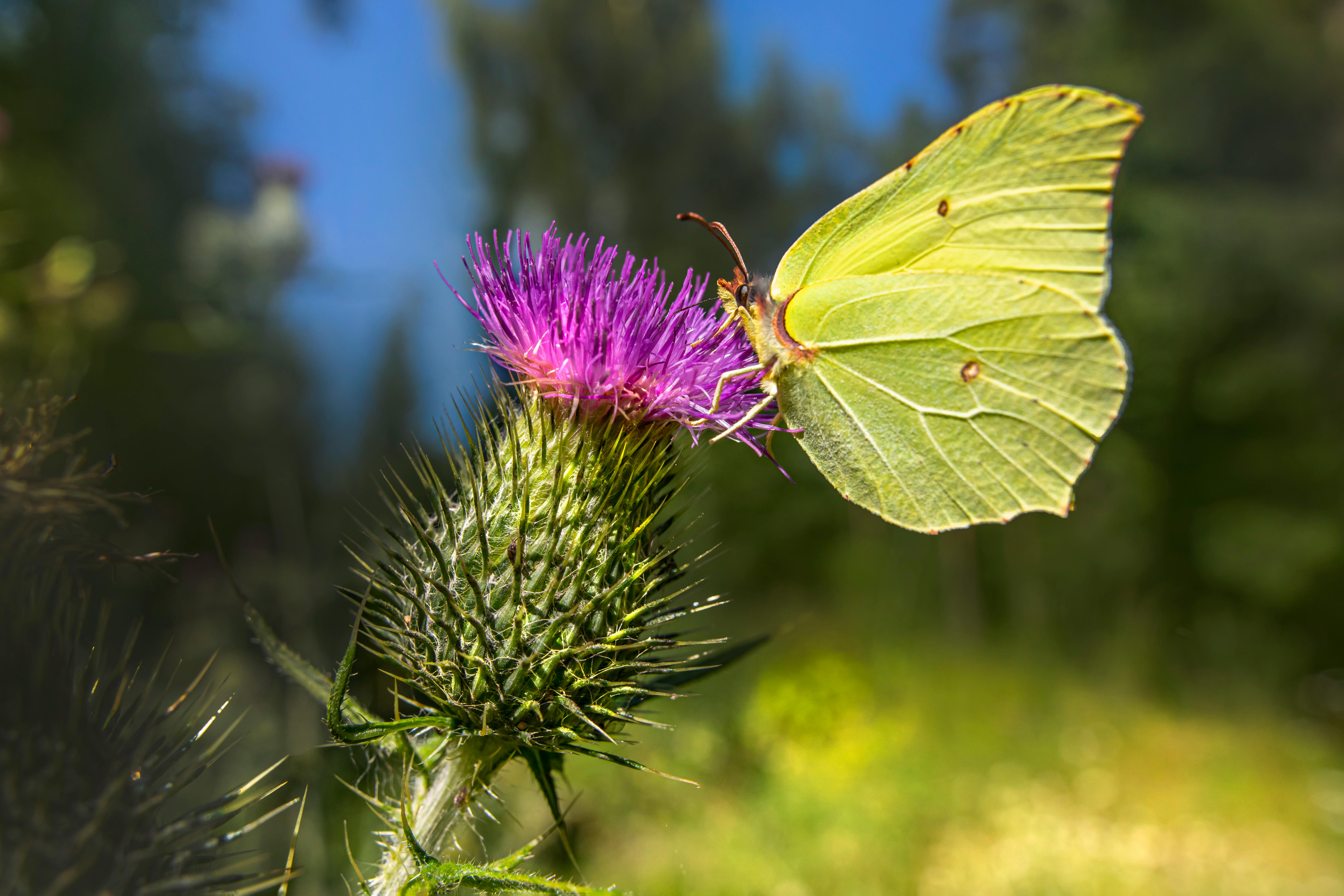 Butterfly Evolution Photos, Download The BEST Free Butterfly Evolution ...