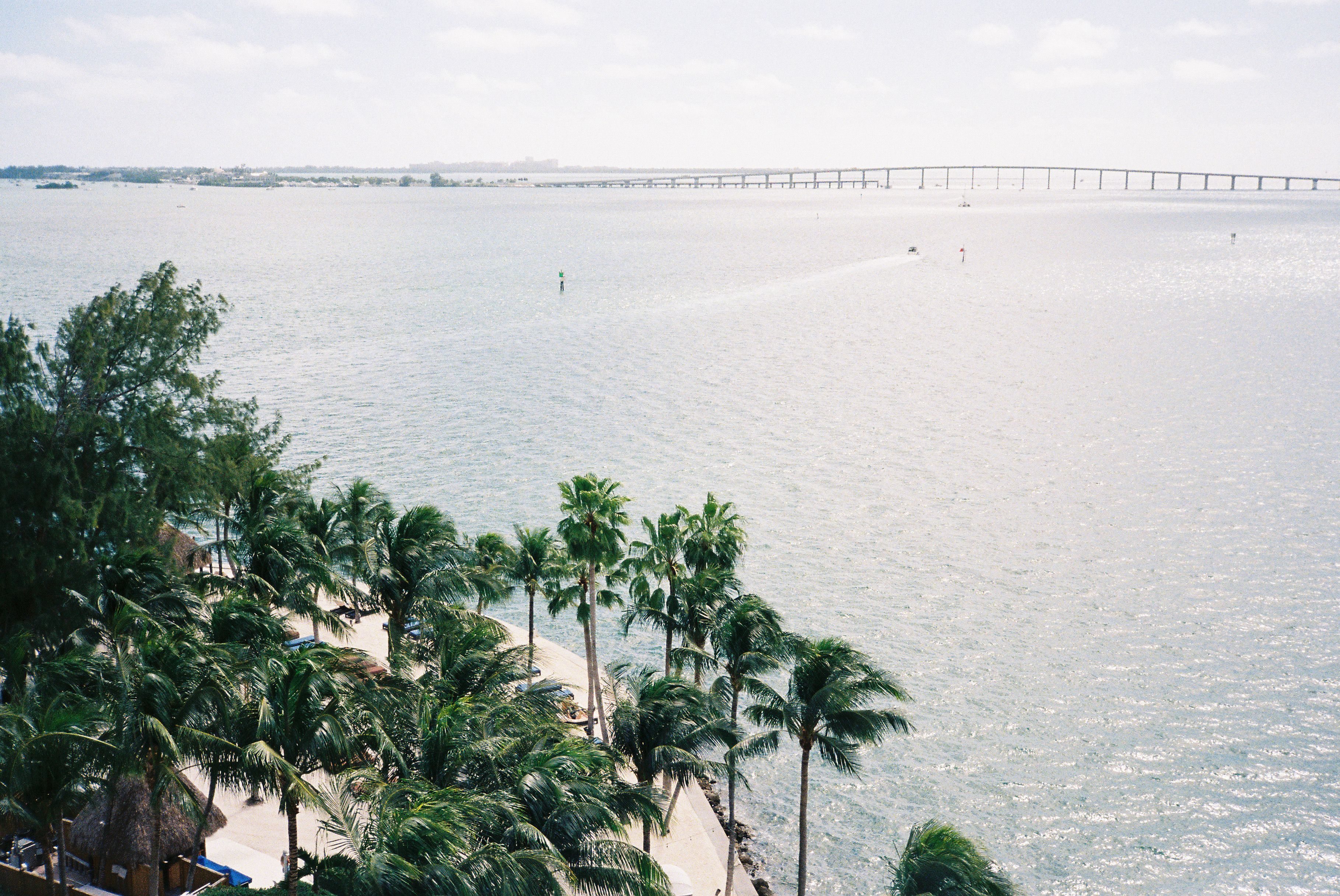 Aerial View of Palm Trees Growing by Sea Shore · Free Stock Photo