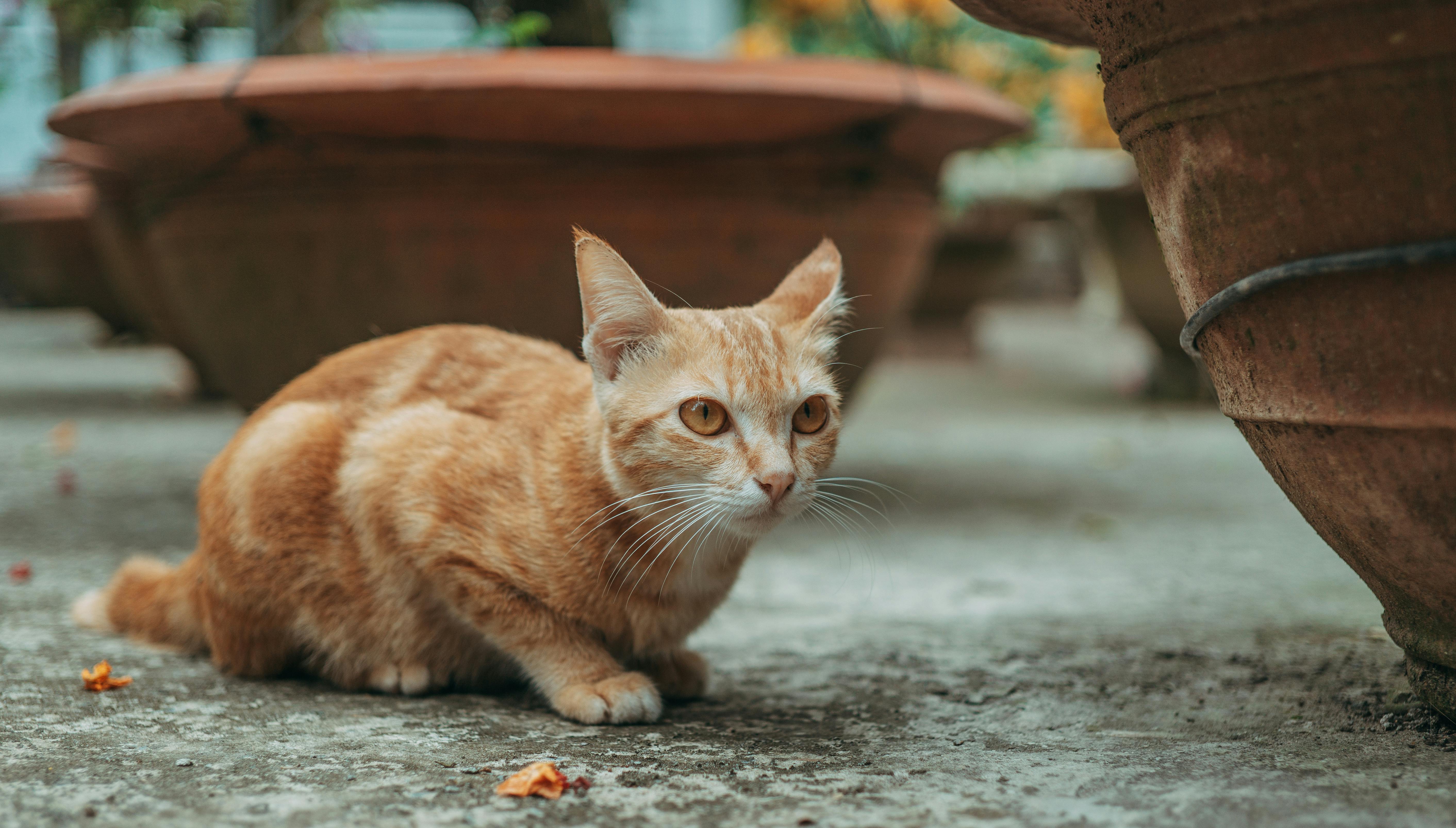 Orange Tabby Cat on White Table · Free Stock Photo
