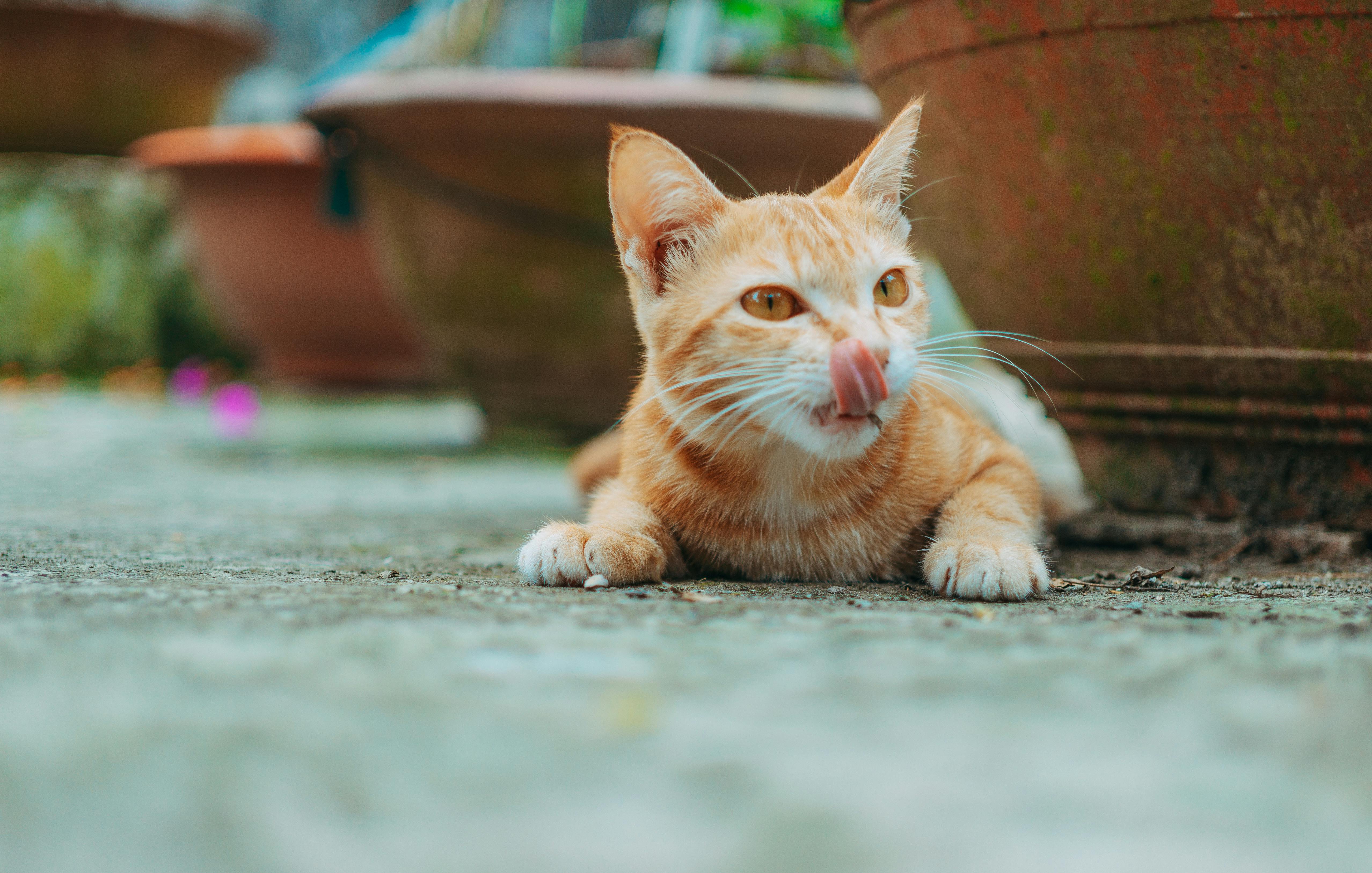 Close-Up Shot of a Cat · Free Stock Photo