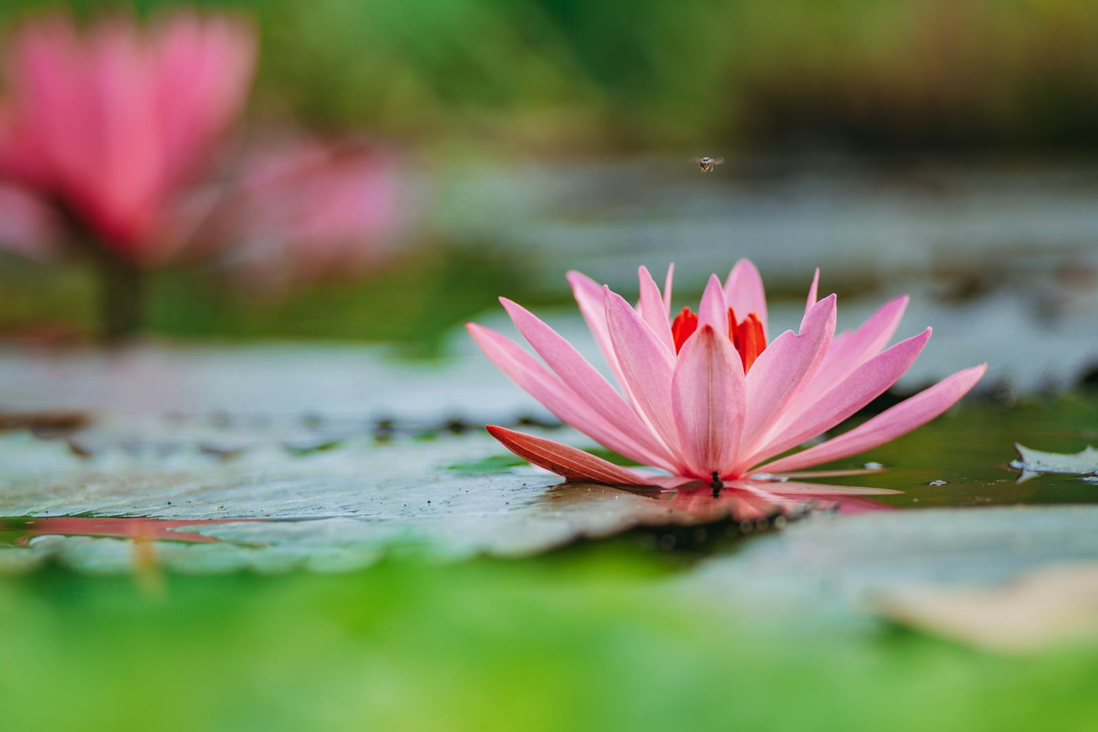 Water Flower Wallpaper Photos, Download The BEST Free Water Flower ...