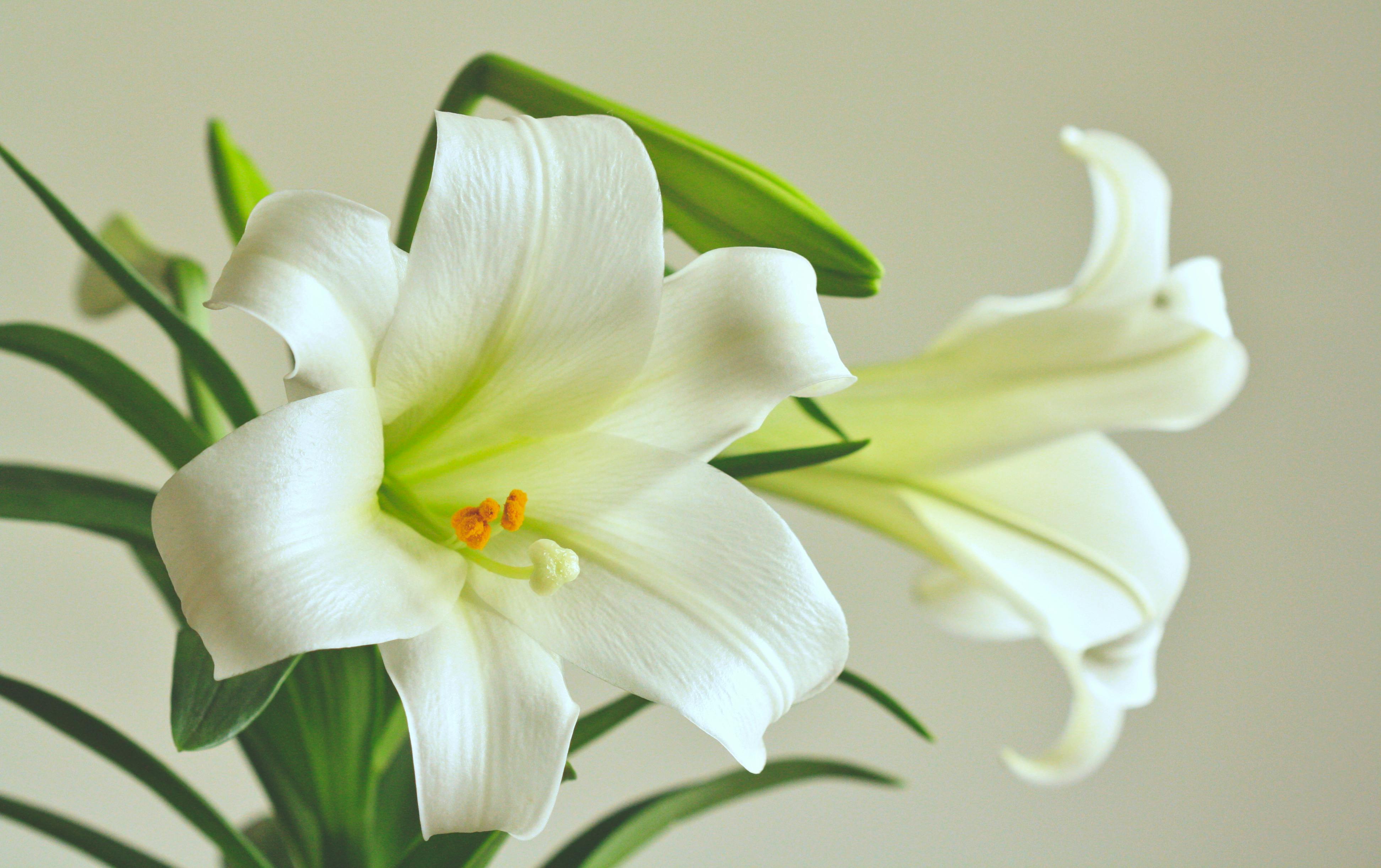 White Lily Photos, Download The BEST Free White Lily Stock Photos & HD ...