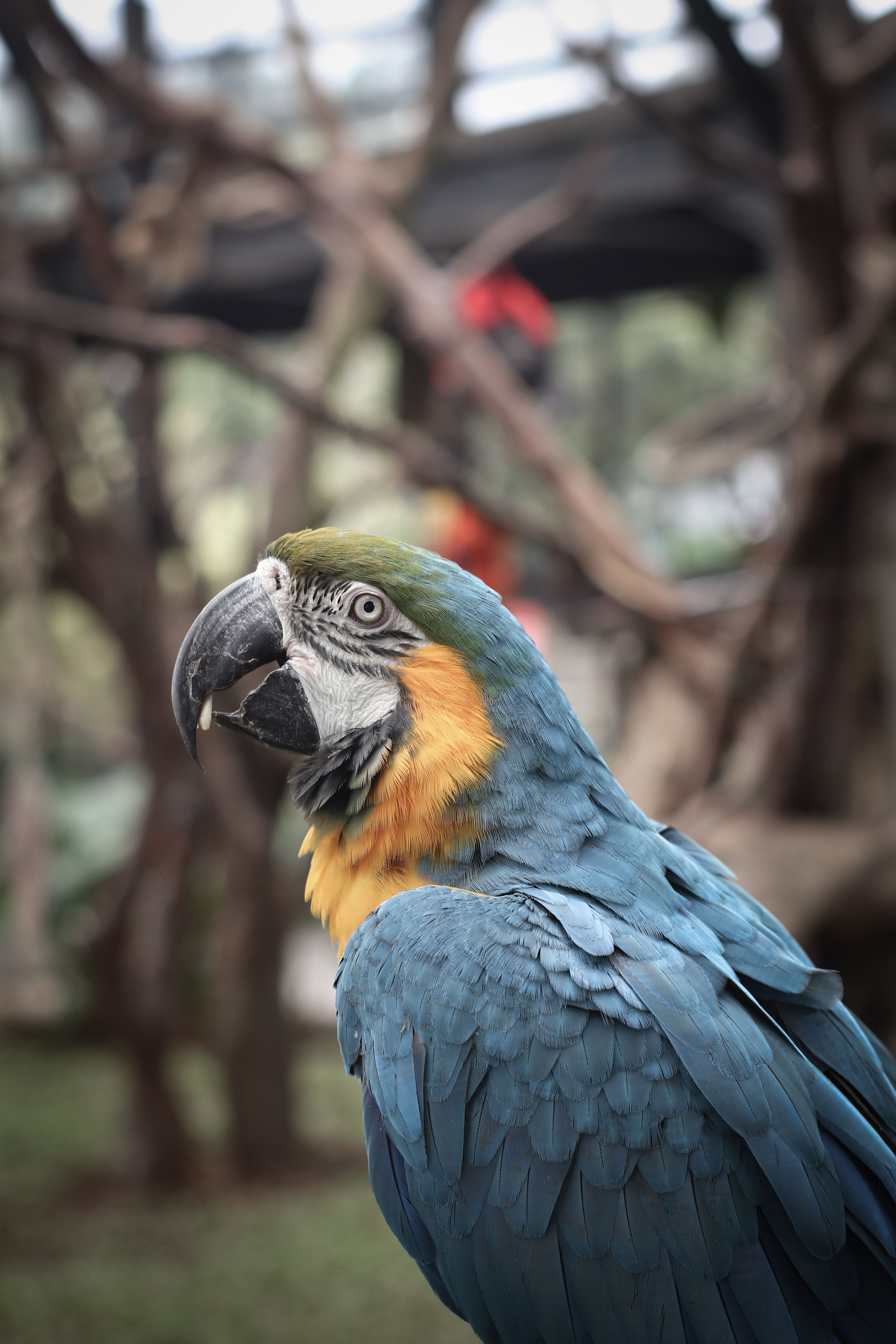 Close-up Photography Of Blue And Yellow Macaw · Free Stock Photo