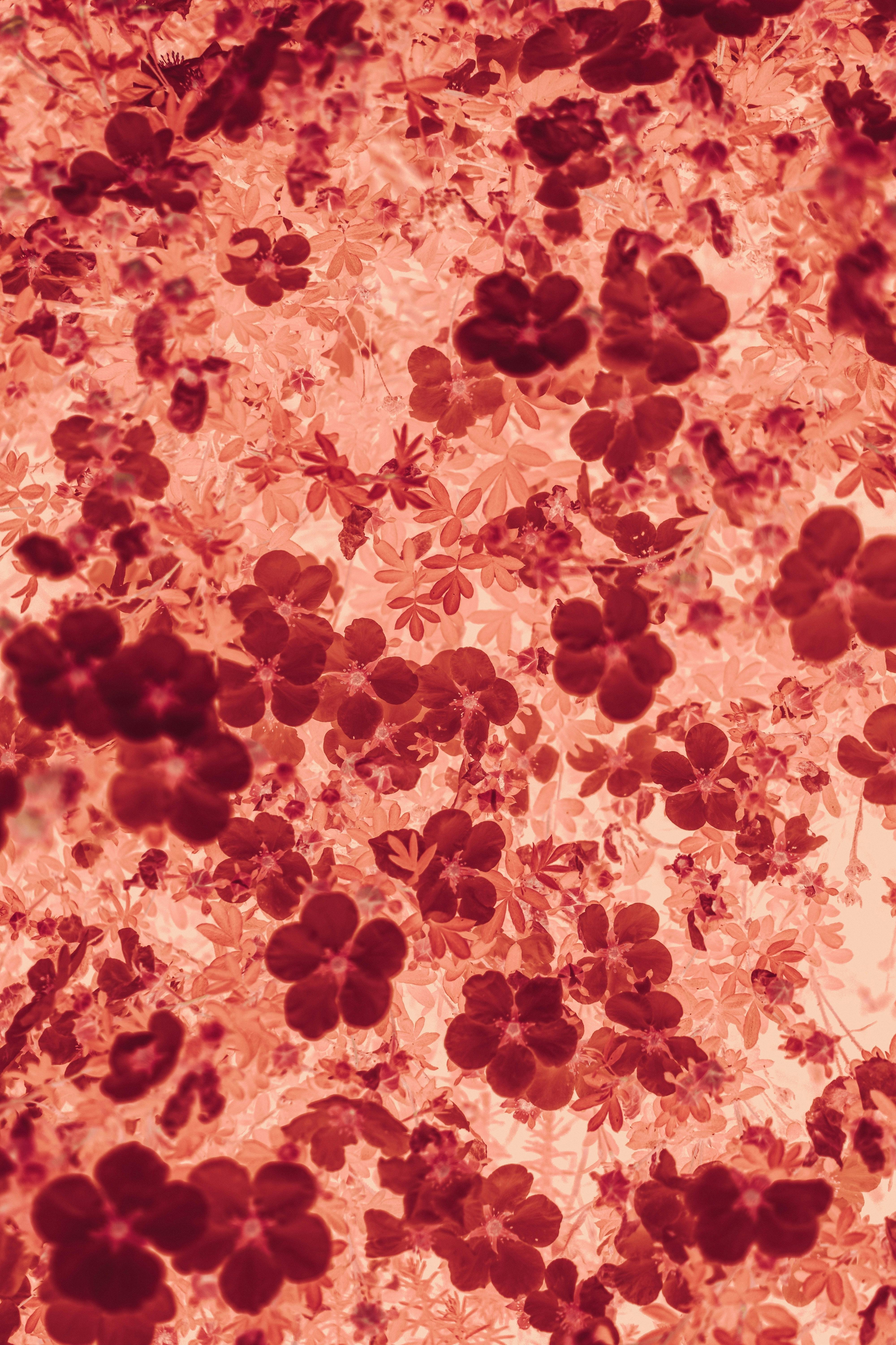 Pretty Patterns 41 Photos & Videos Collected by Lisa from Pexels