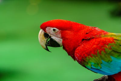 Ara Photos, Download The BEST Free Ara Stock Photos & HD Images